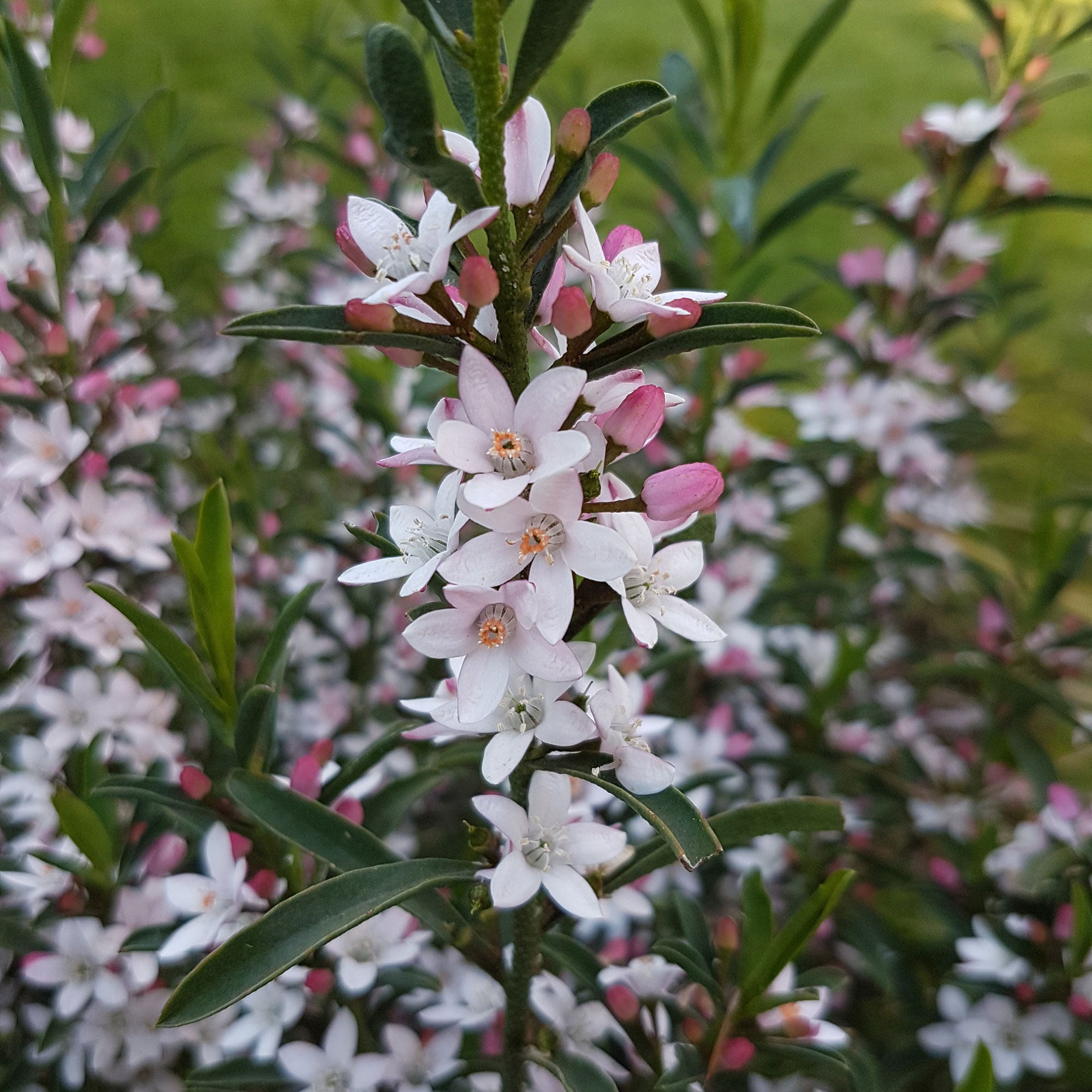 Buy ornamental shrubs now Wax plant Eriostemon 'Flower Girl Pink' pink ...