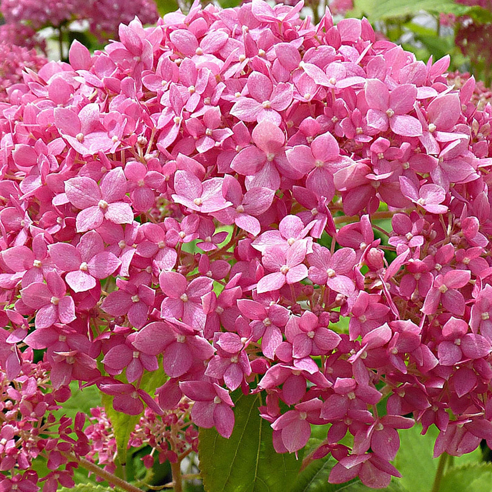 Buy ornamental shrubs now Hydrangea 'Pink Annabelle' Pink - Hardy plant ...