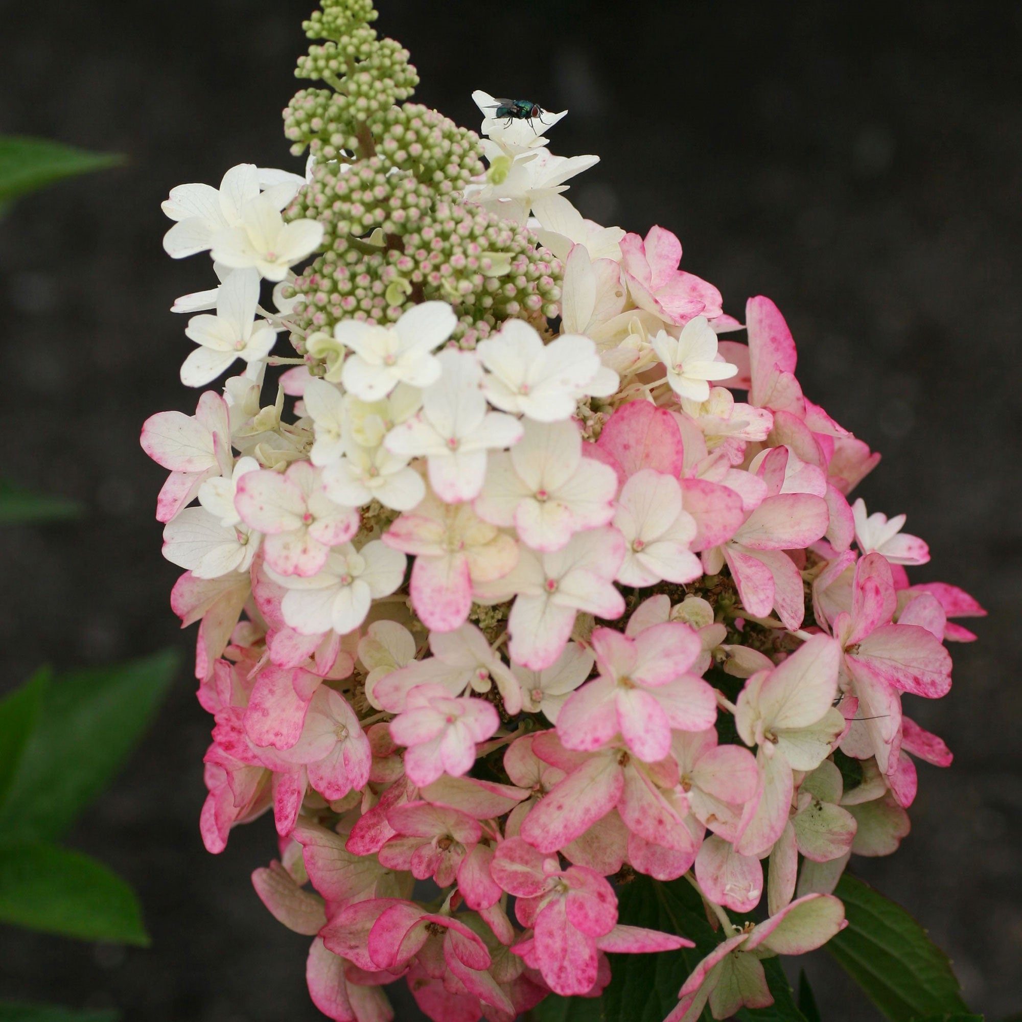 Buy ornamental shrubs now Panicle Hydrangea 'Magical Vesuvio'® White ...