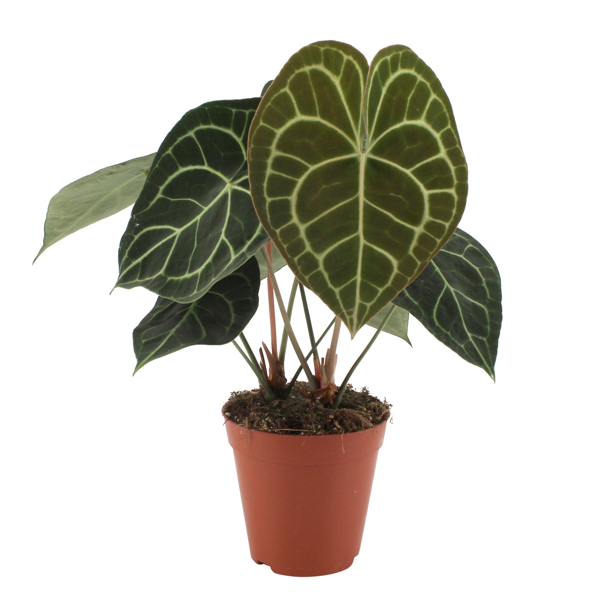 Buy house plants now Velvet Cardboard Anthurium clarinervium | Bakker.com