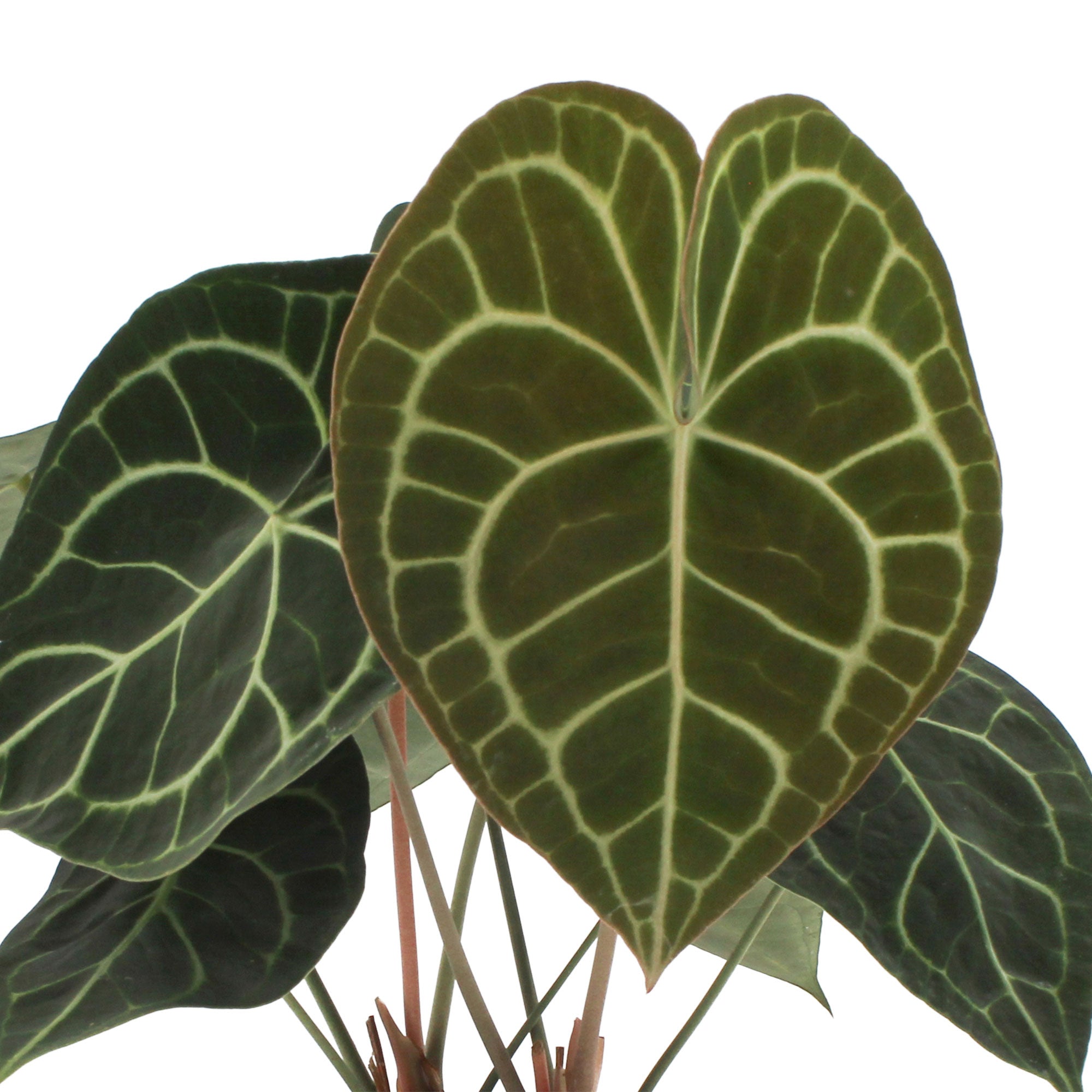 Buy house plants now Velvet Cardboard Anthurium clarinervium | Bakker.com