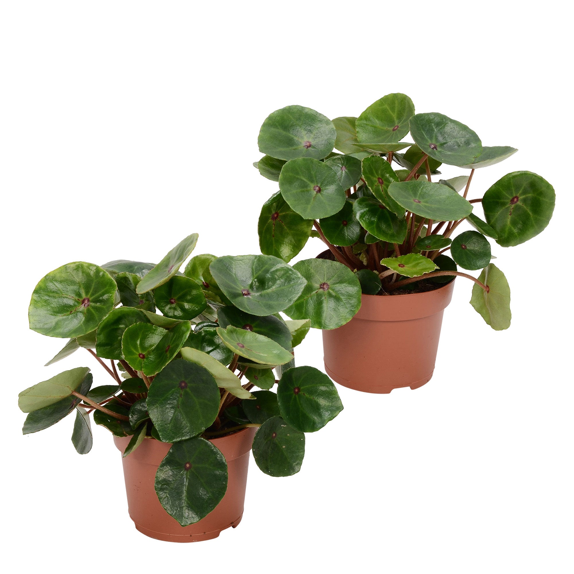 Buy house plants now Painted-leaf Begonia 'Red Ruby' | Bakker.com