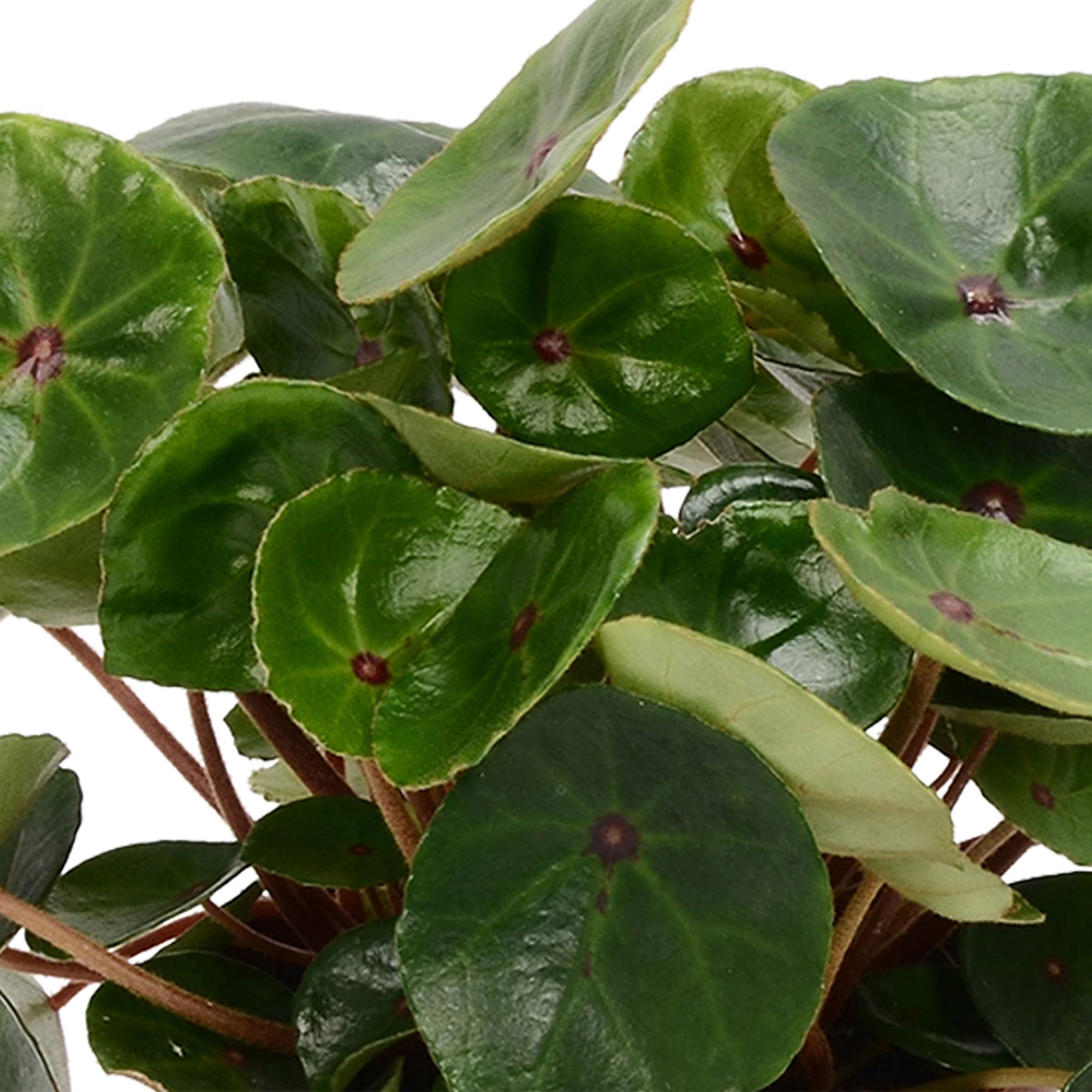 Buy house plants now Painted-leaf Begonia 'Red Ruby' | Bakker.com