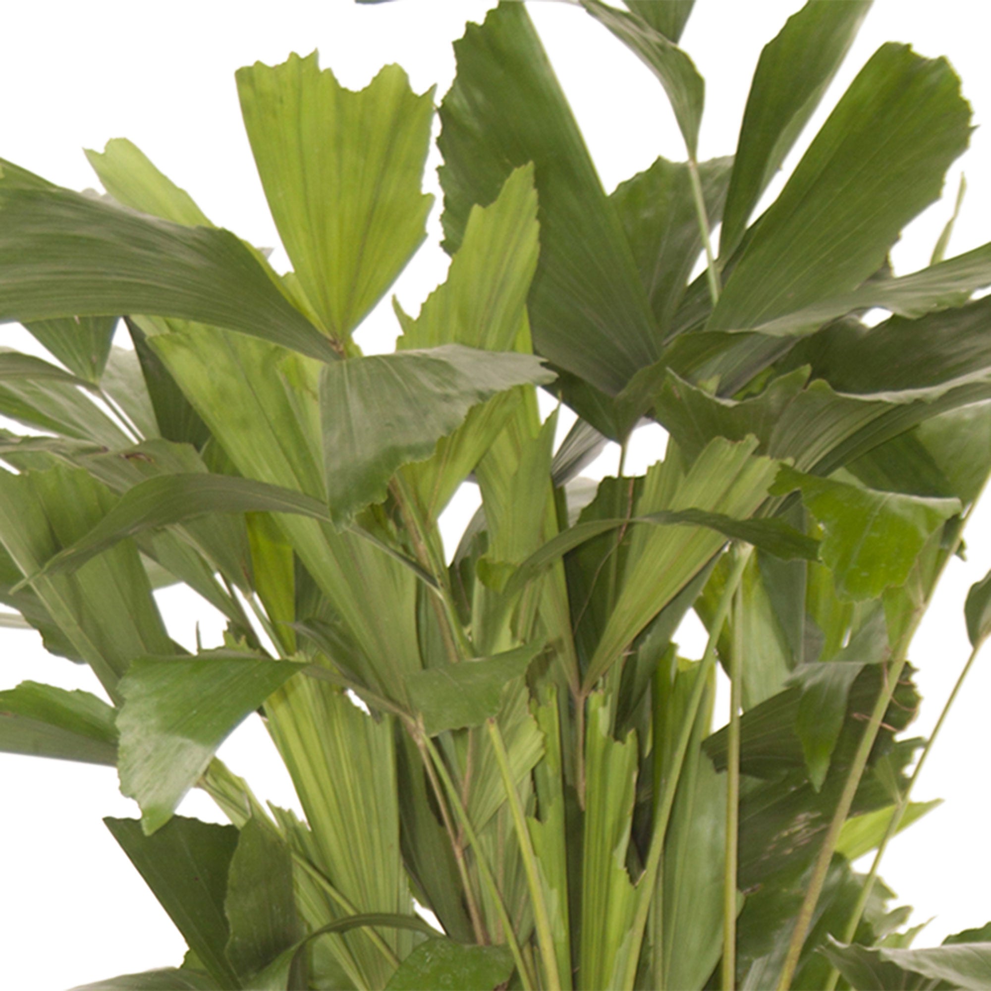 Buy house plants now Fishtail palm Caryota mitis | Bakker.com