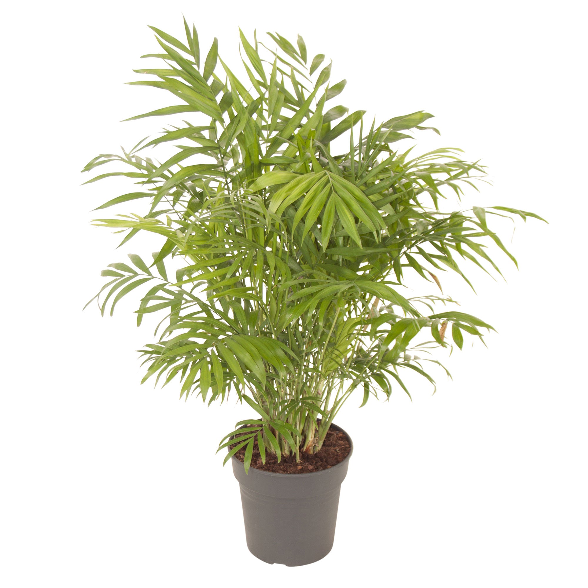 Mexican dwarf palm Chamaedorea elegans XL