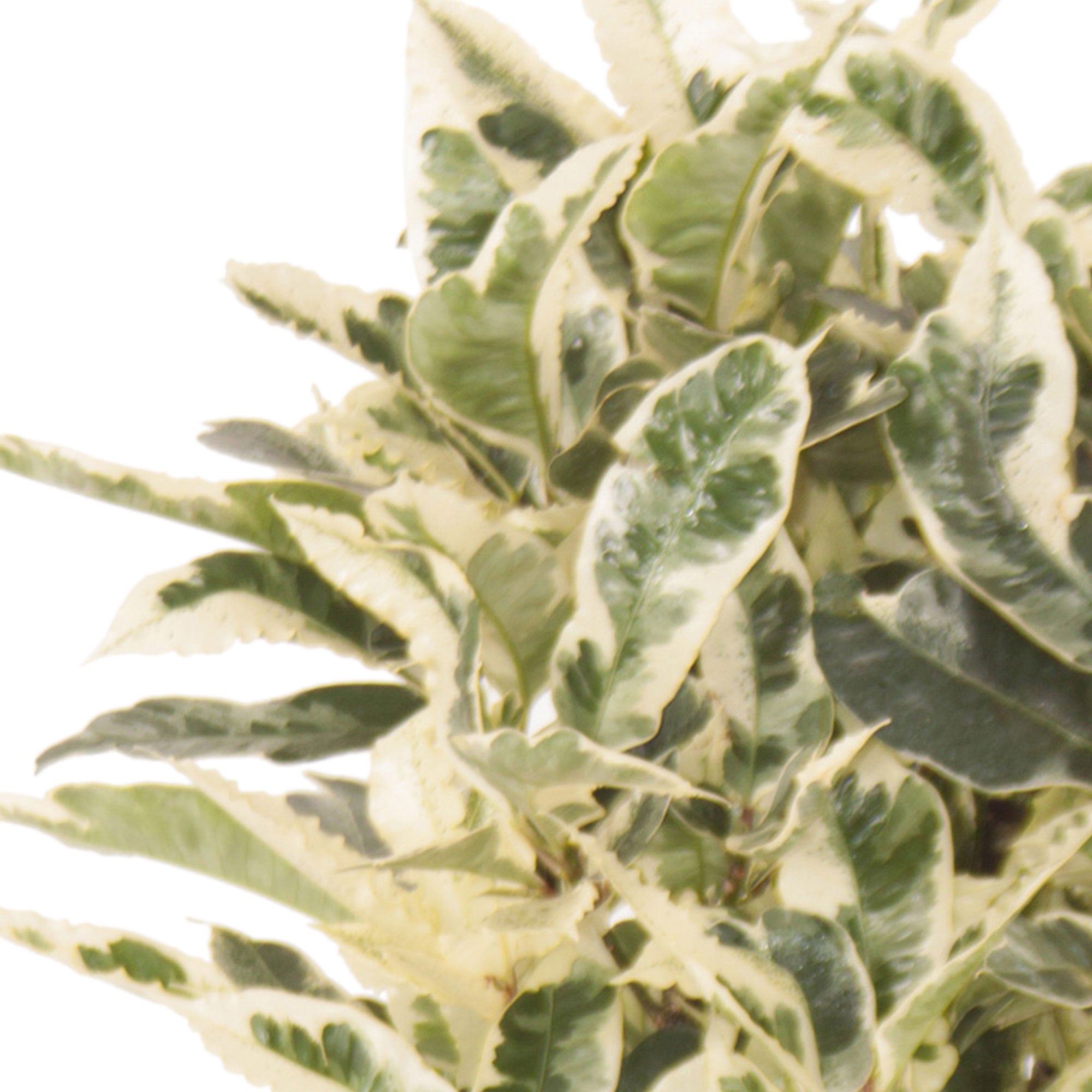 Buy house plants now Croton Codiaeum 'Tamara' | Bakker.com