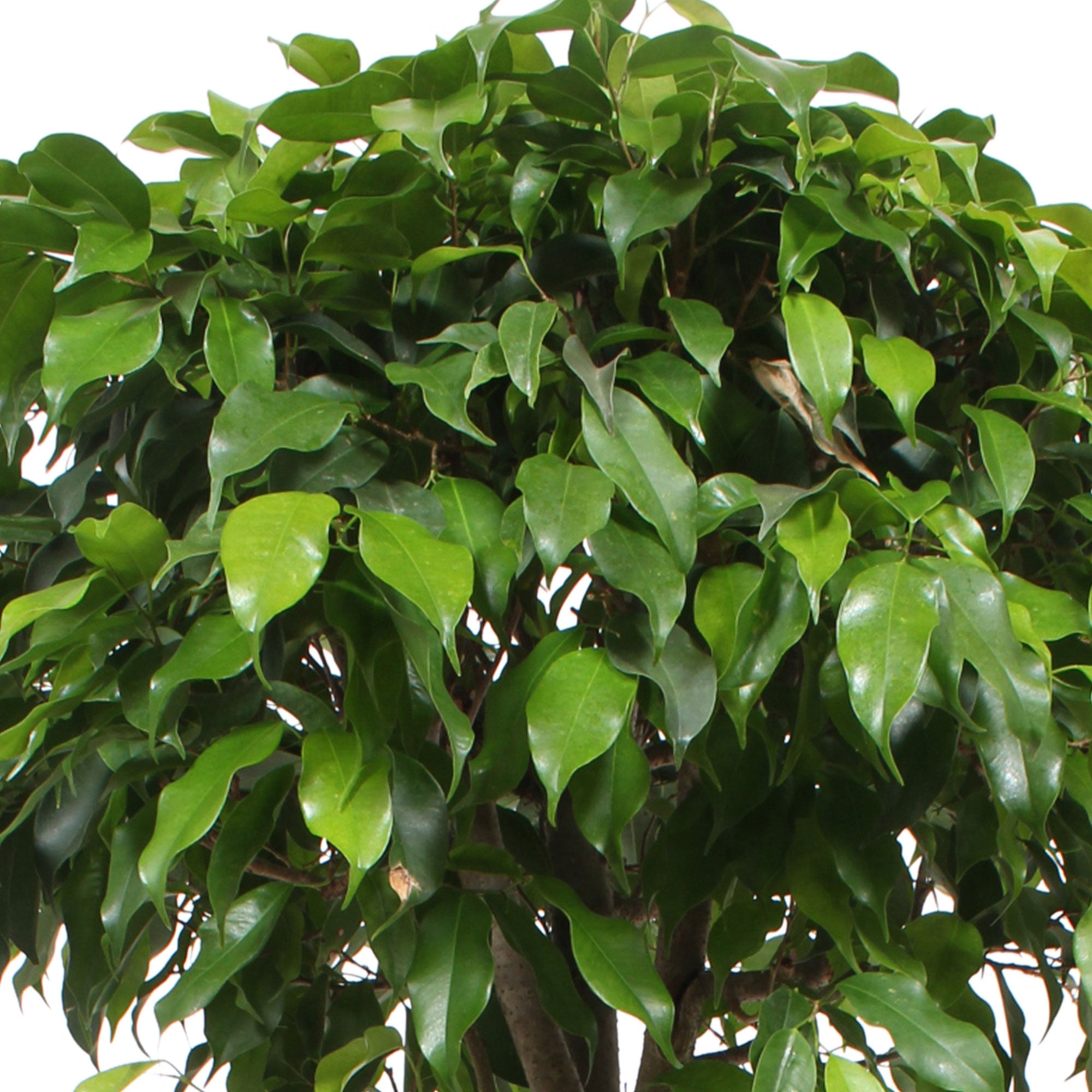 Buy house plants now Weeping Fig Ficus benjamina 'Columnar' | Bakker.com