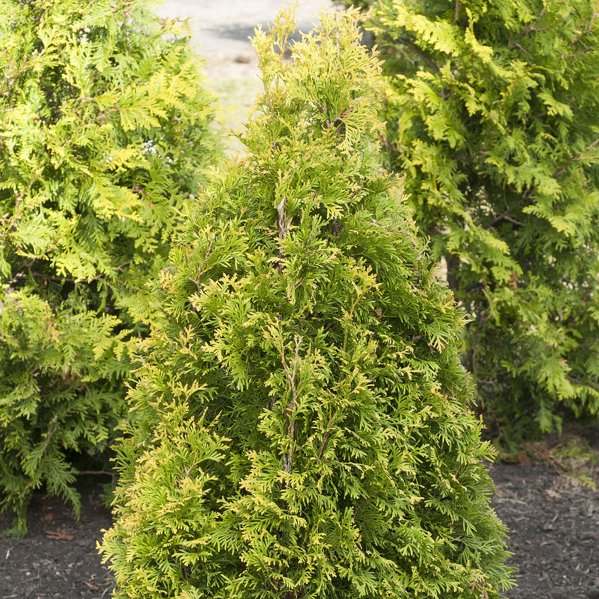 Buy conifers now Thuja Cypress Thuja 'Brabant' - Hardy plant | Bakker.com
