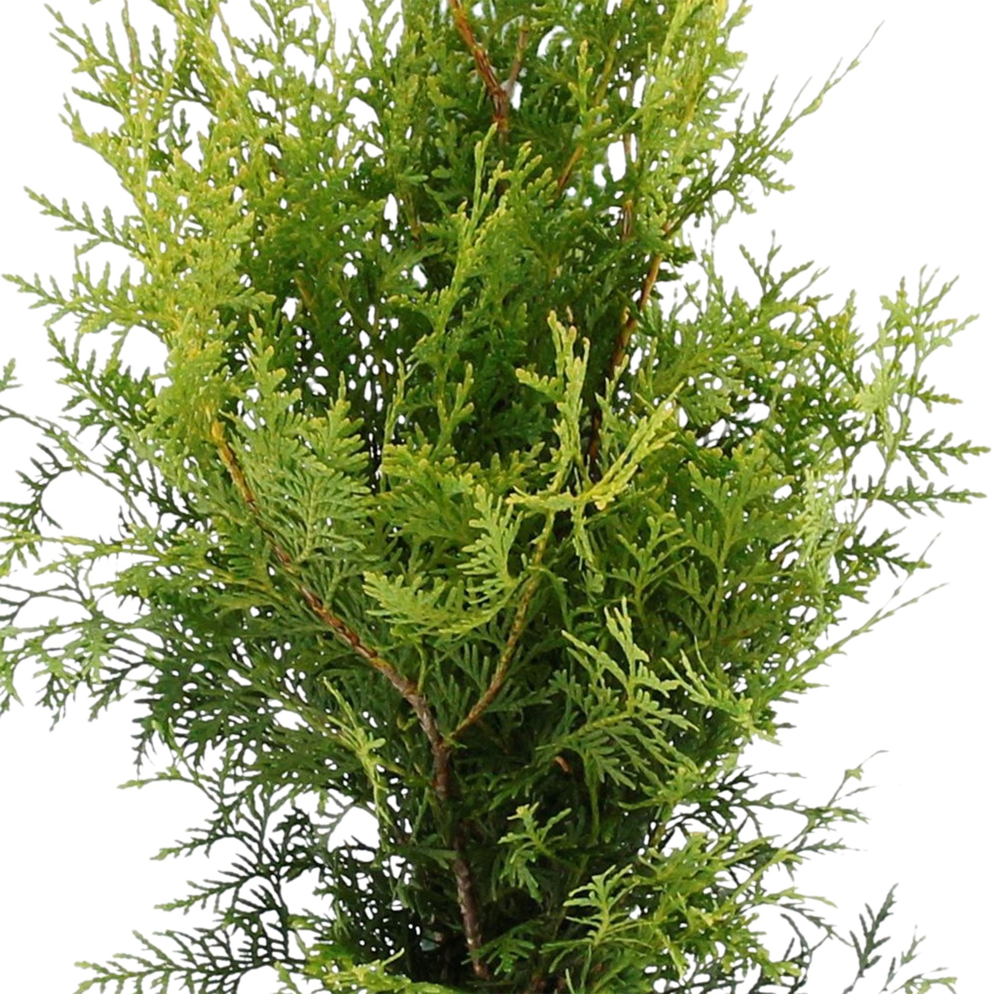 Buy conifers now Thuja Cypress Thuja 'Brabant' - Hardy plant | Bakker.com