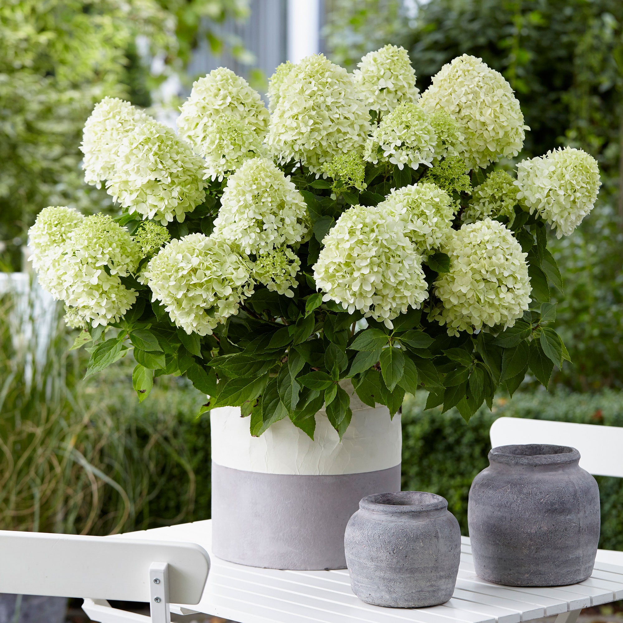 Buy ornamental shrubs now Panicle Hydrangea 'Hercules' White - Hardy ...