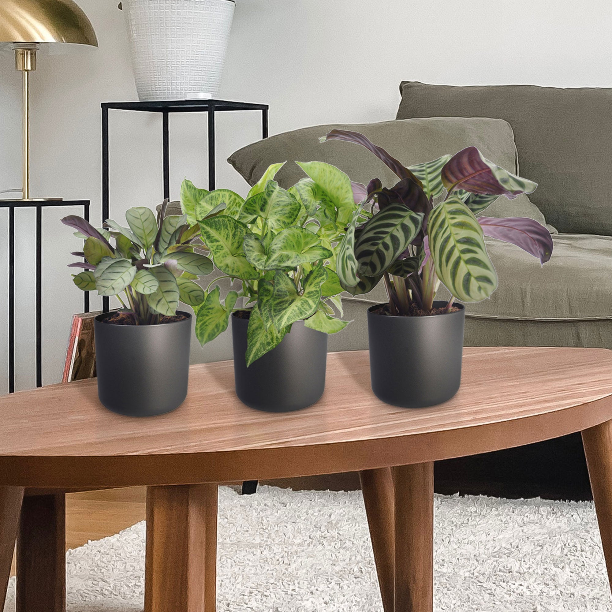 Buy house plants now 3x Indoor plants with leaf markings - Mix ...