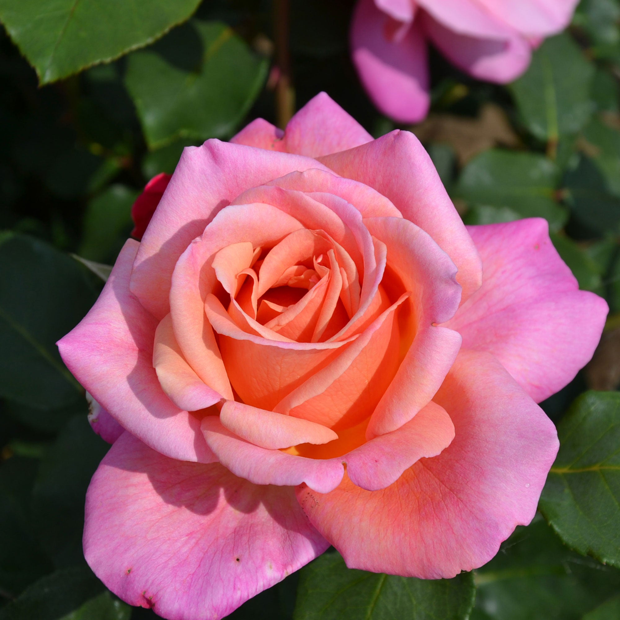 Buy Large-flowered rose Rosa 'Myveta'® Pink-Orange - Bare rooted ...
