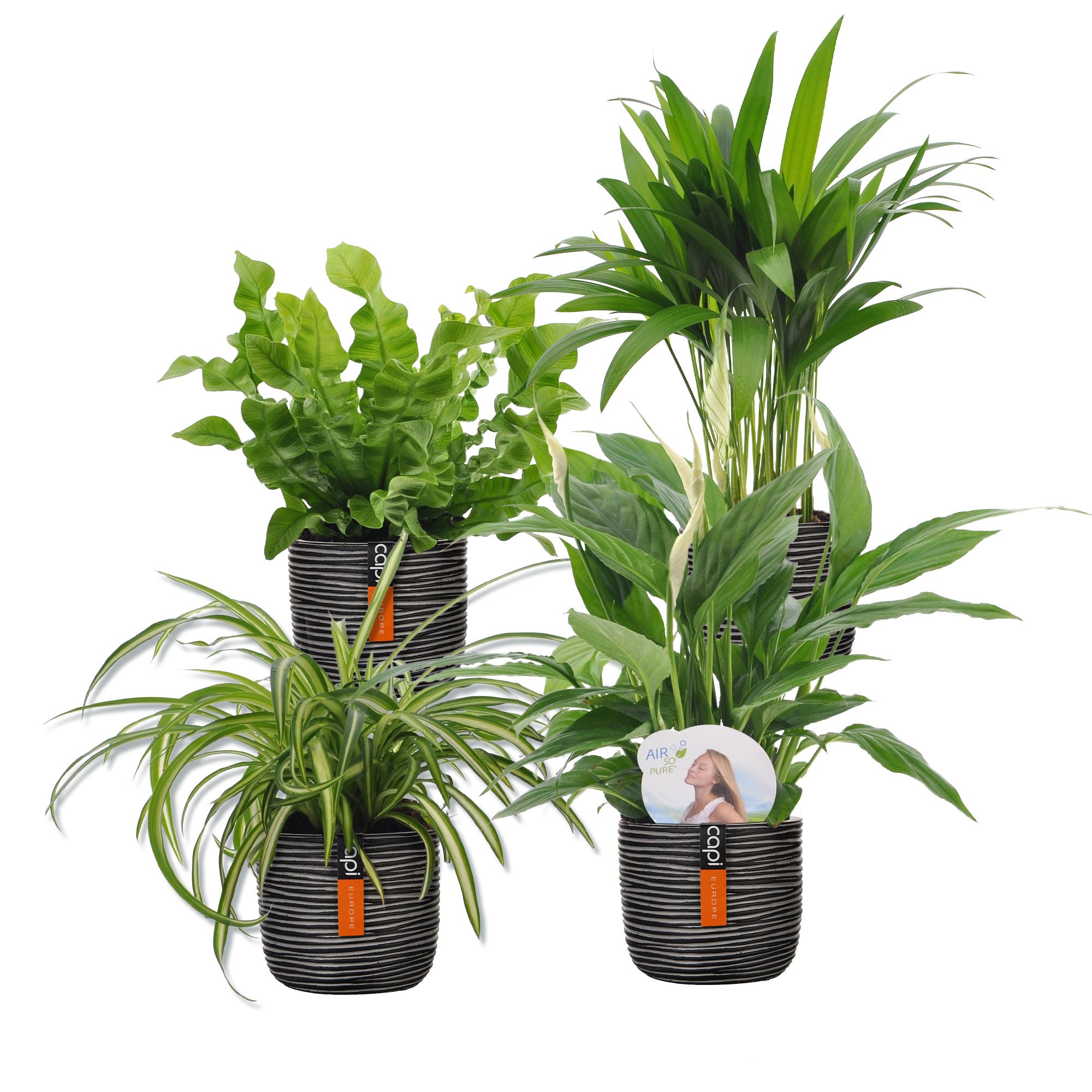 Buy house plants now 4x Air-purifying indoor plants - Mix including ...