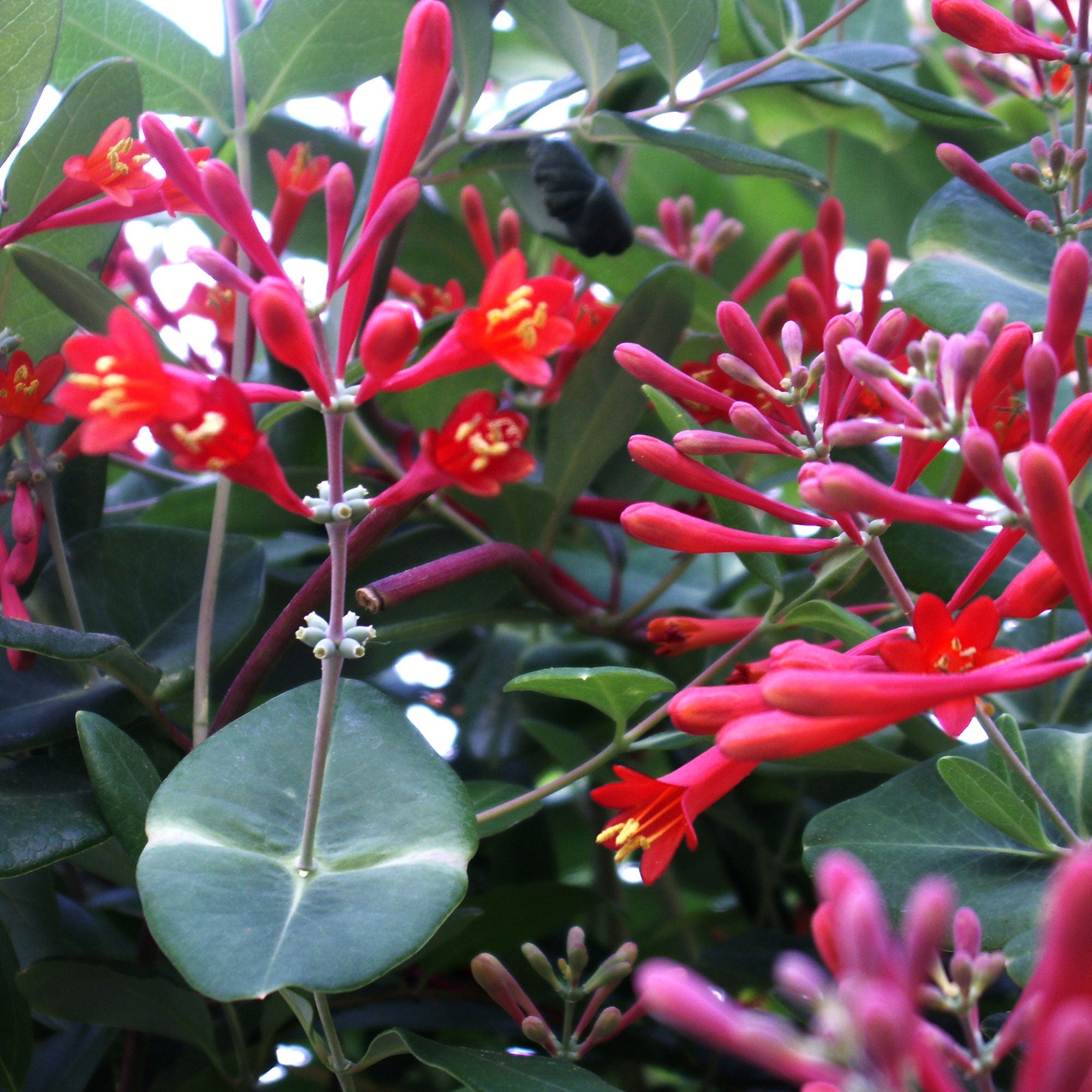 Buy Honeysuckle Lonicera 'Dropmore Scarlet' orange-red | Bakker.com
