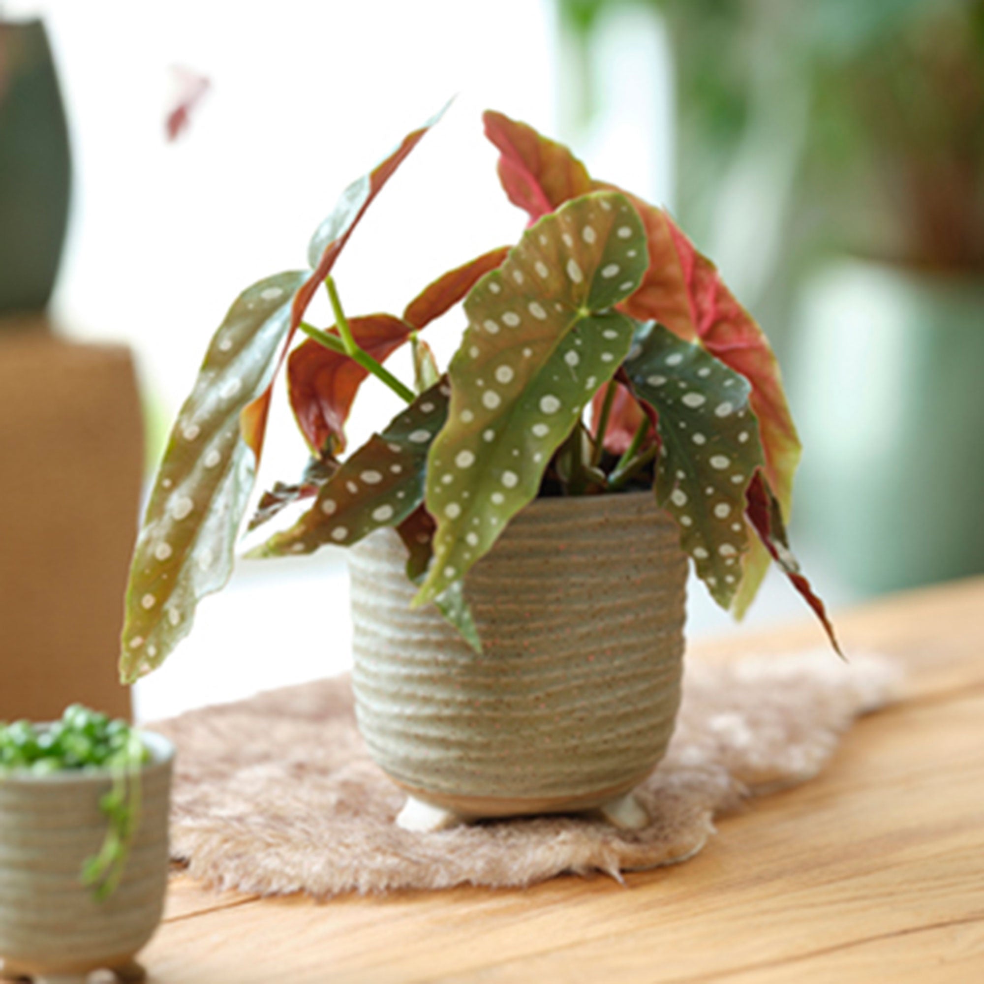 Buy TS Flower pot Saar round green - Indoor pot | Bakker.com