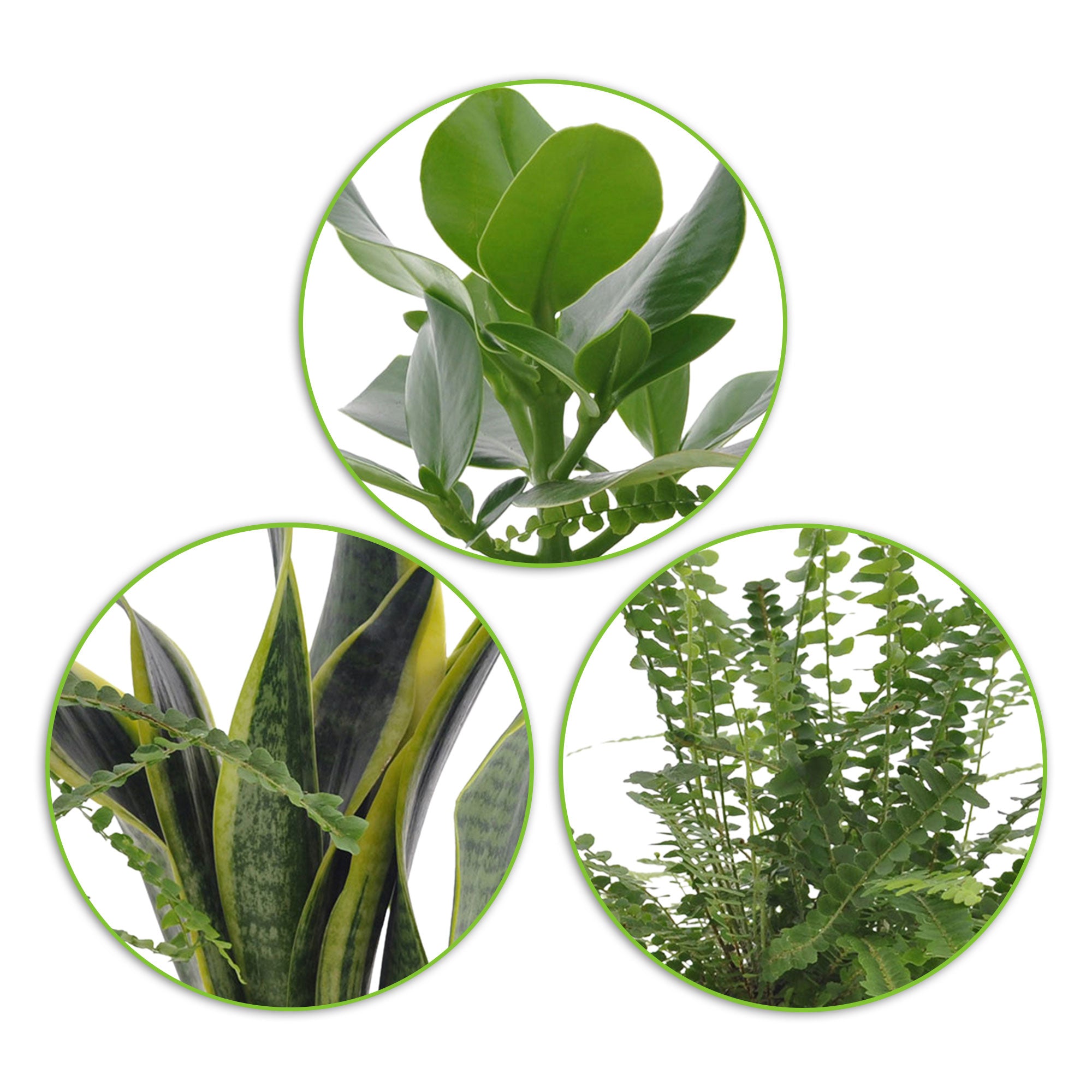 Buy house plants now 3x Bedroom plants - Mix including baskets | Bakker.com