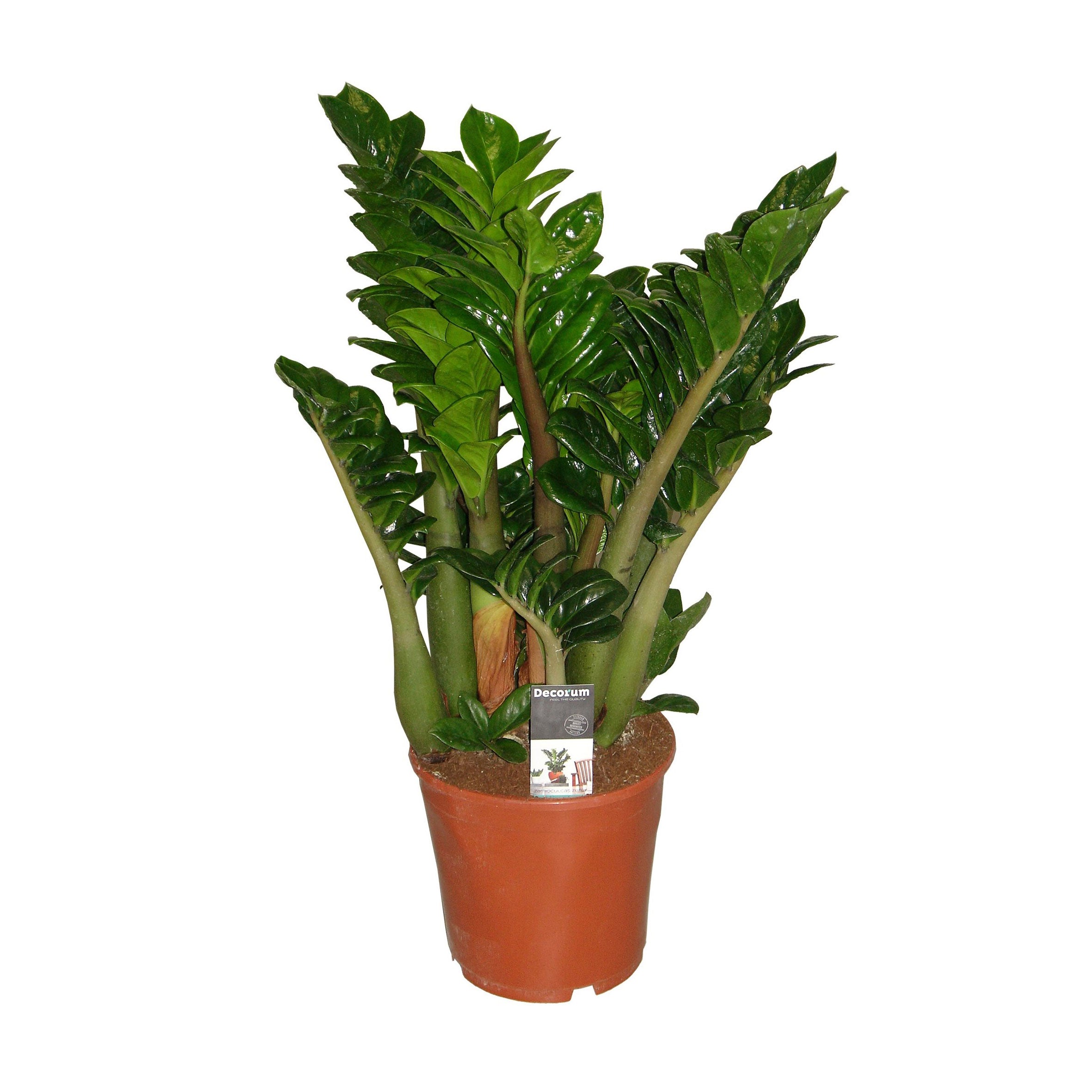Buy house plants now ZZ Plant Zamioculcas zamiifolia 'Zenzi' | Bakker.com