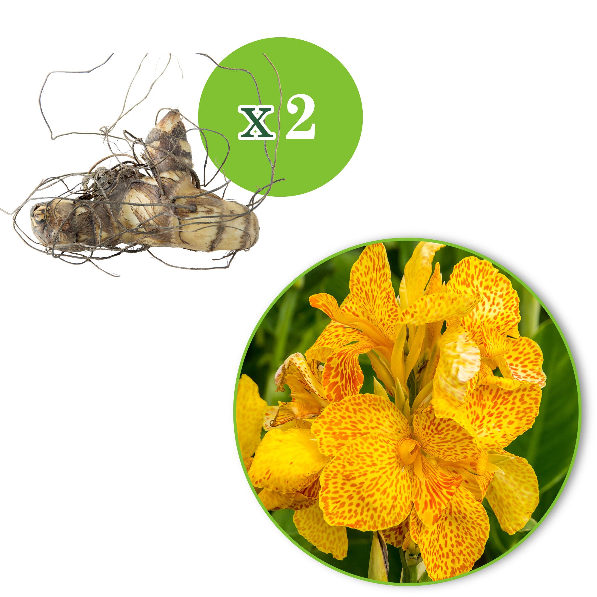 Buy Indian shot Canna 'Tropical Yellow' yellow | Bakker.com