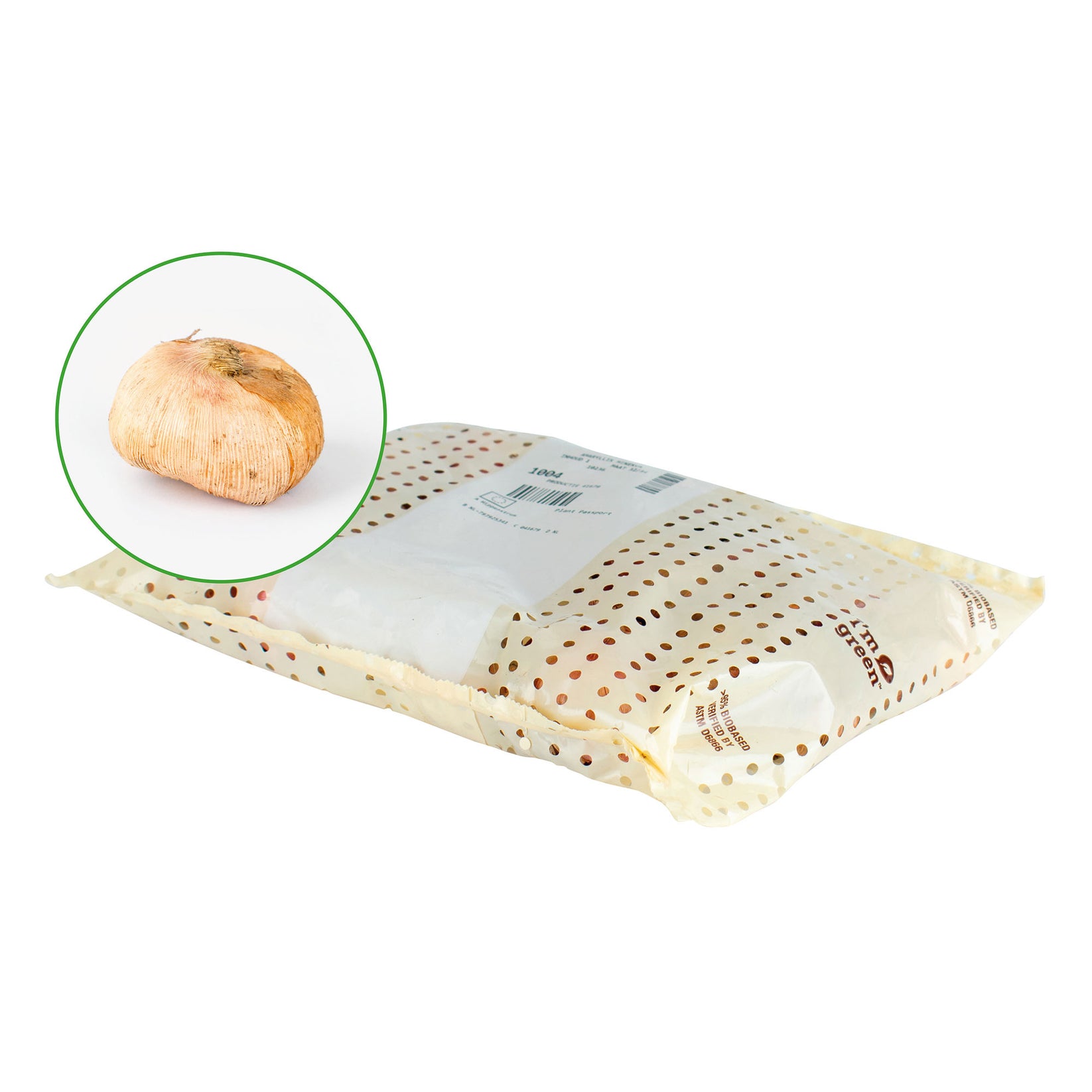 Buy 25x Gladiolus Gladiolus 'Oracle' purple-yellow-white | Bakker.com