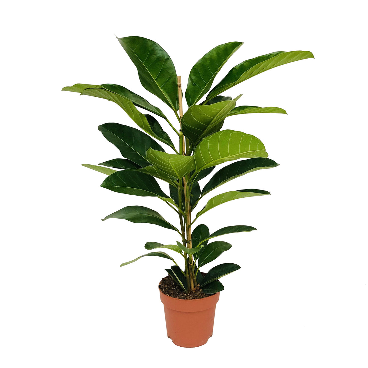 Buy house plants now African Fig Tree Ficus benghalensis 'Roy' | Bakker.com