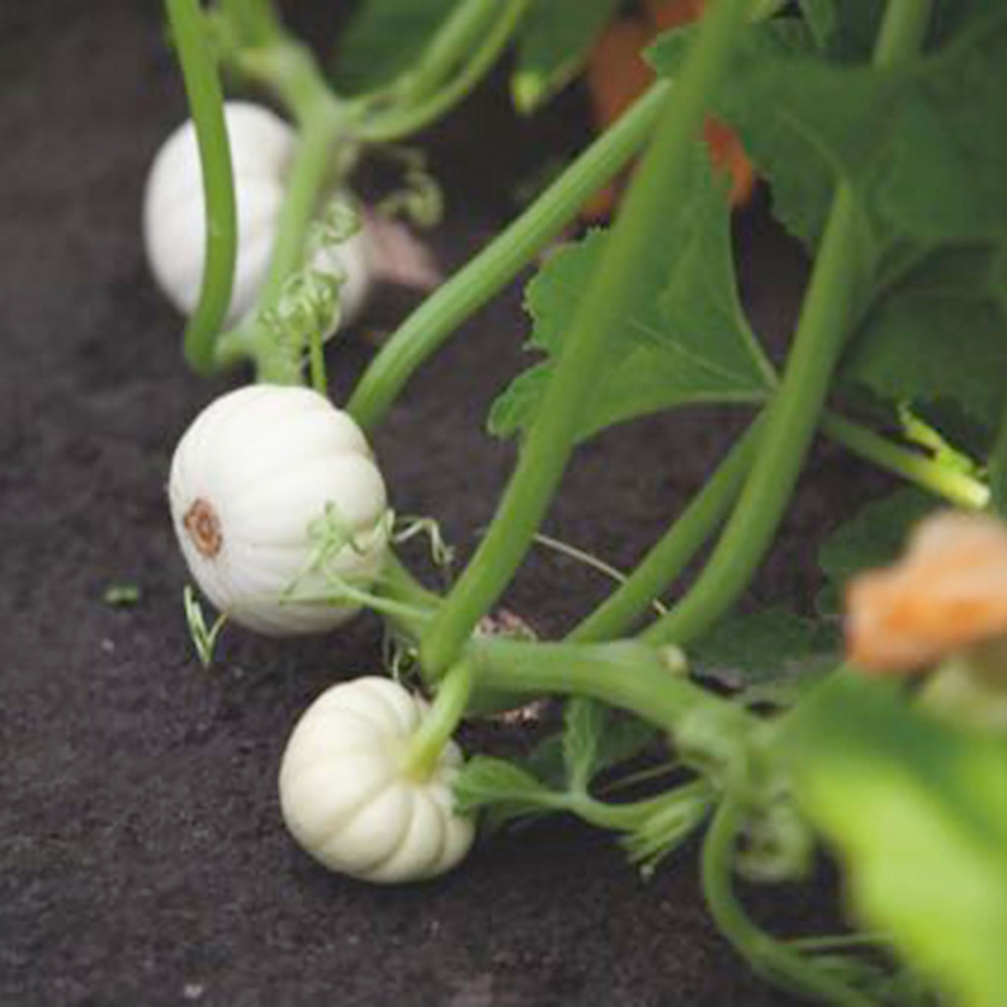 Buy vegetable seed now Squash Cucurbita 'Baby Boo' white 3 m² ...