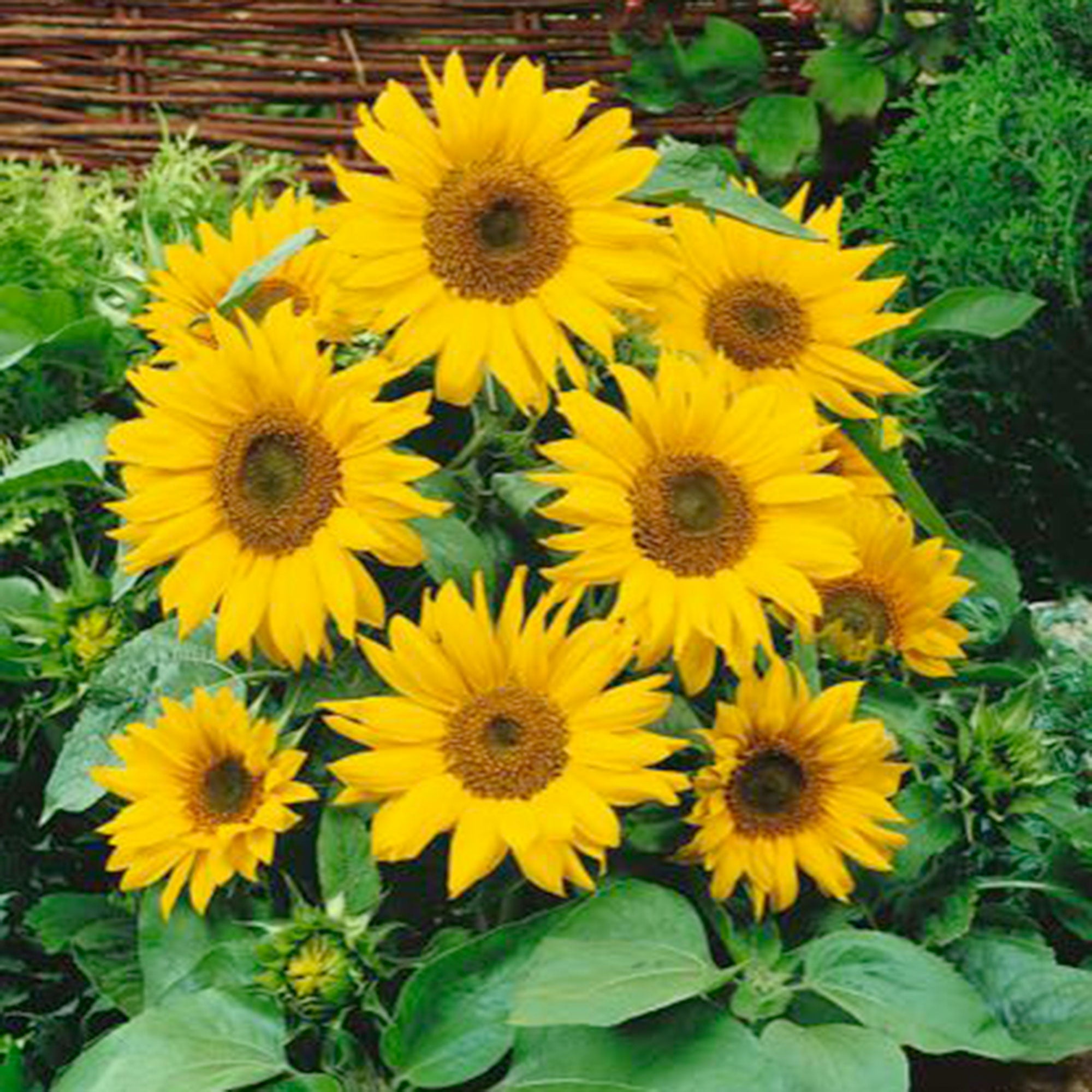 Buy flower seed now Sunflower Helianthus 'Pacino Gold' yellow 3 m² ...