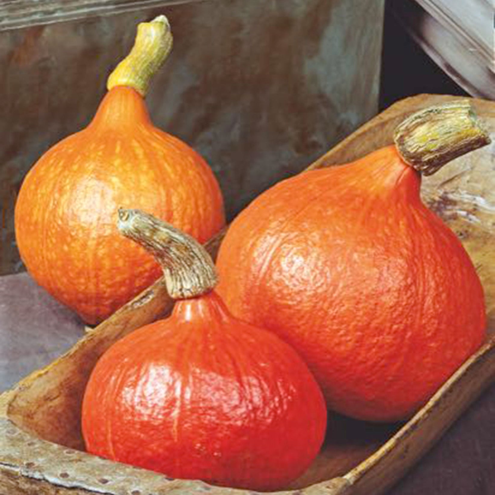 Buy vegetable seed now Squash Cucurbita 'Uchiki Kuri' - Organic 6 m² ...