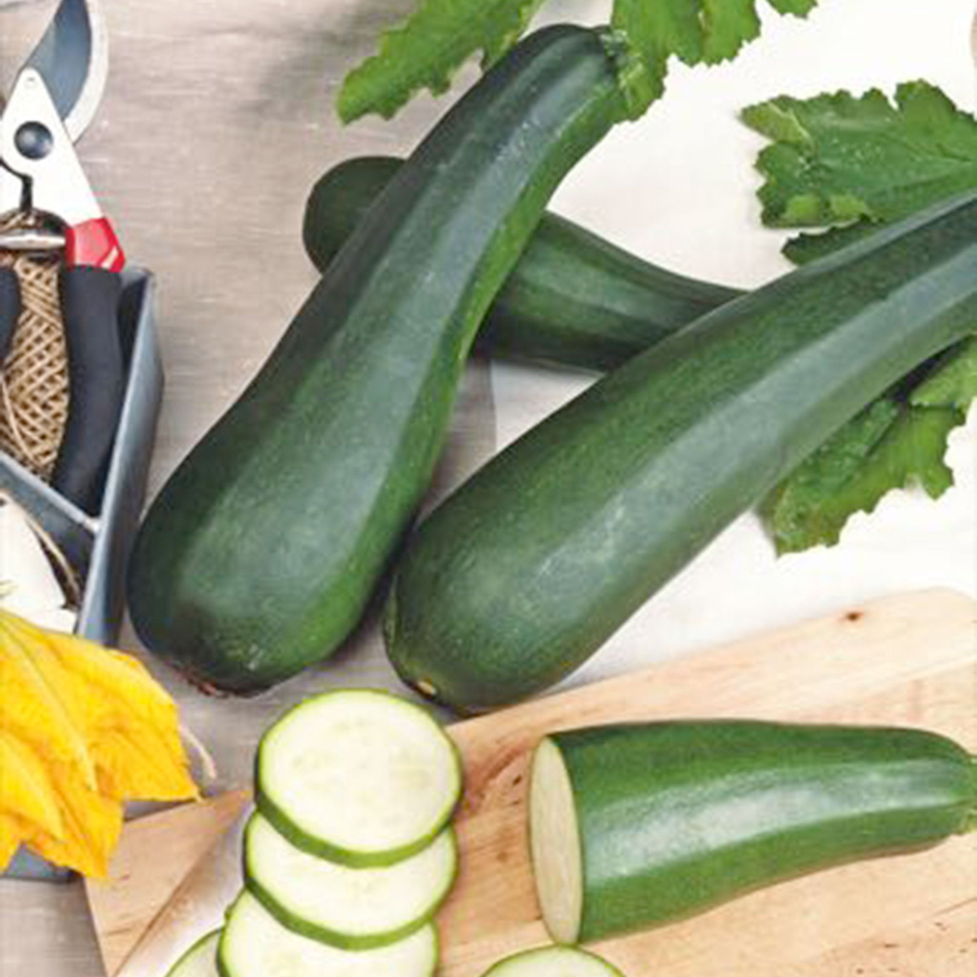 Buy vegetable seed now Courgette Cucurbita 'Partenon F1' - Organic 6 m² ...