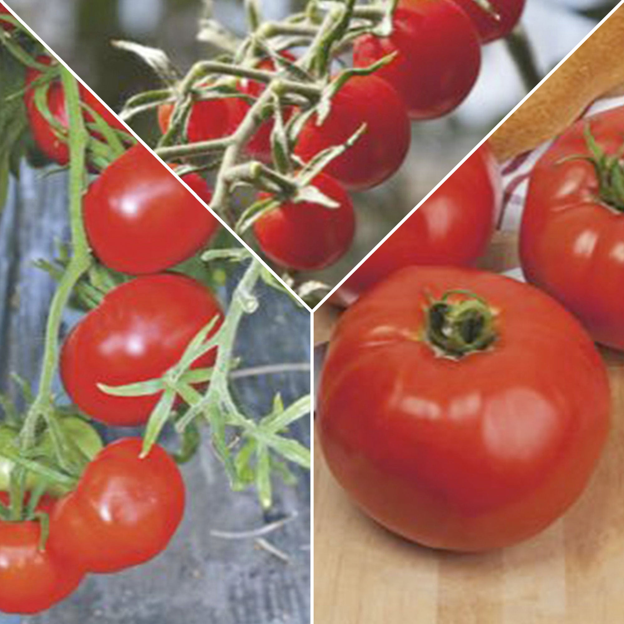 Buy vegetable seed now Tomato package 'Tip Top Tomatoes' Solanum ...