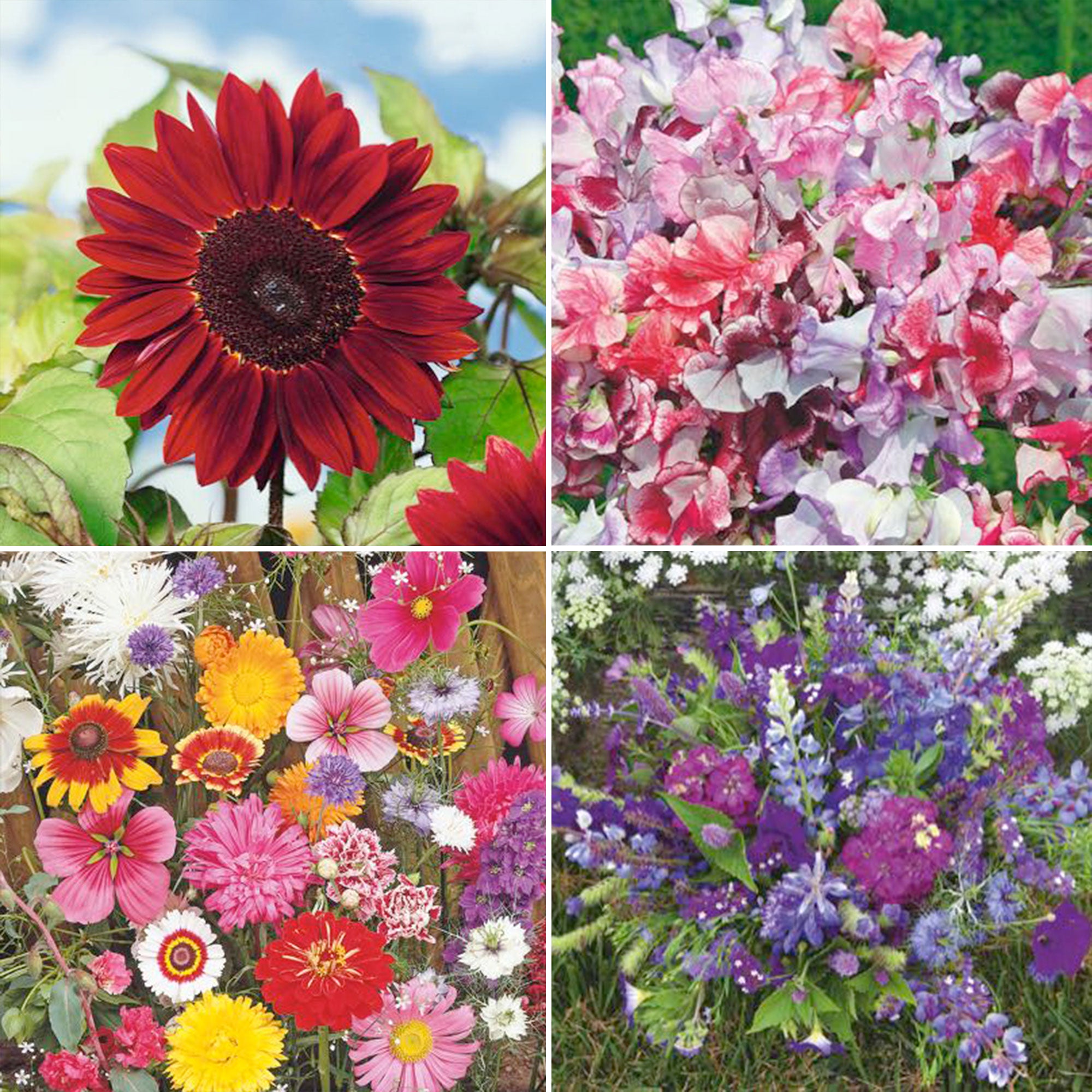 Buy flower seed now Cut flower package 'Blooming Bouquets' - Flower ...