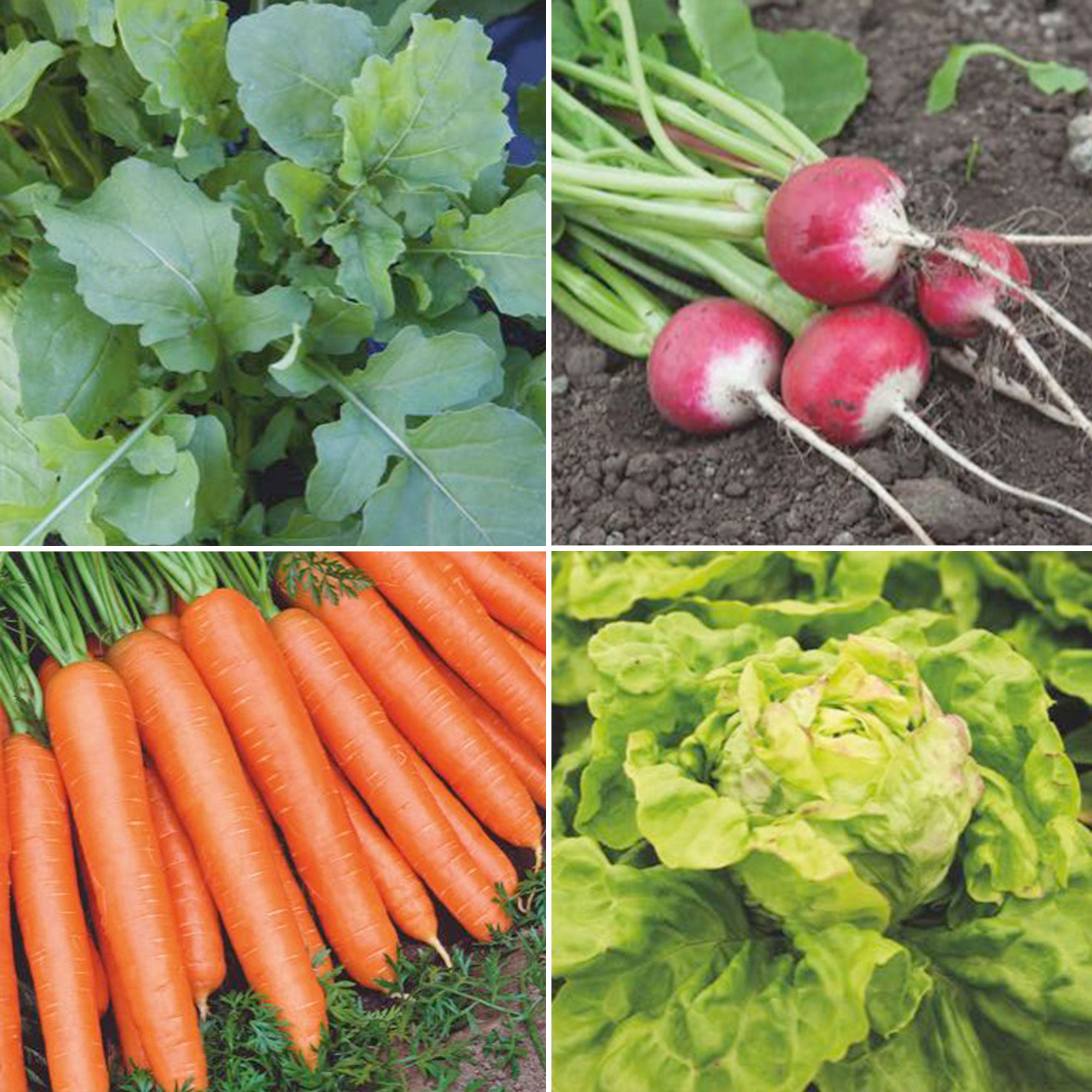 Starter Vegetable Gardens Starter Vegetable Gardens, 2nd Edition