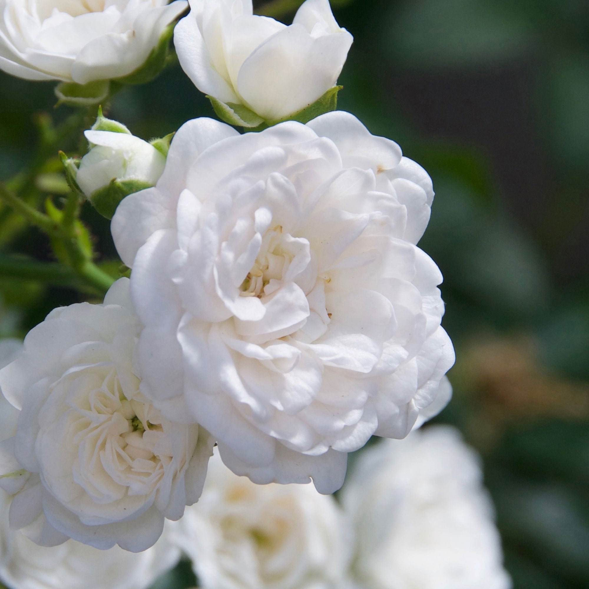 Buy Rose Rosa 'Crystal Fairy'® White - Hardy plant | Bakker.com