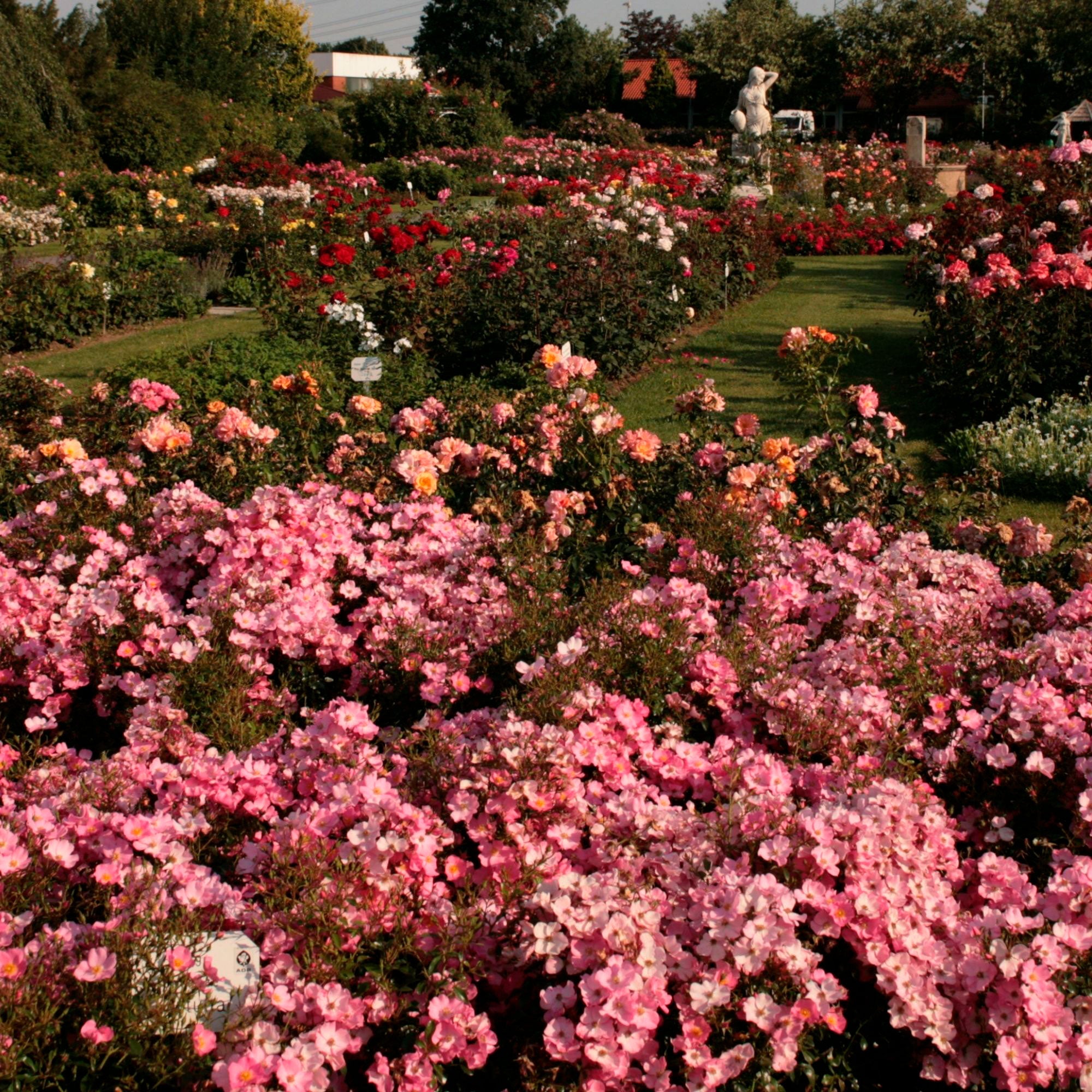 Buy Rose Rosa 'Fortuna'® - Hardy plant Pink | Bakker.com