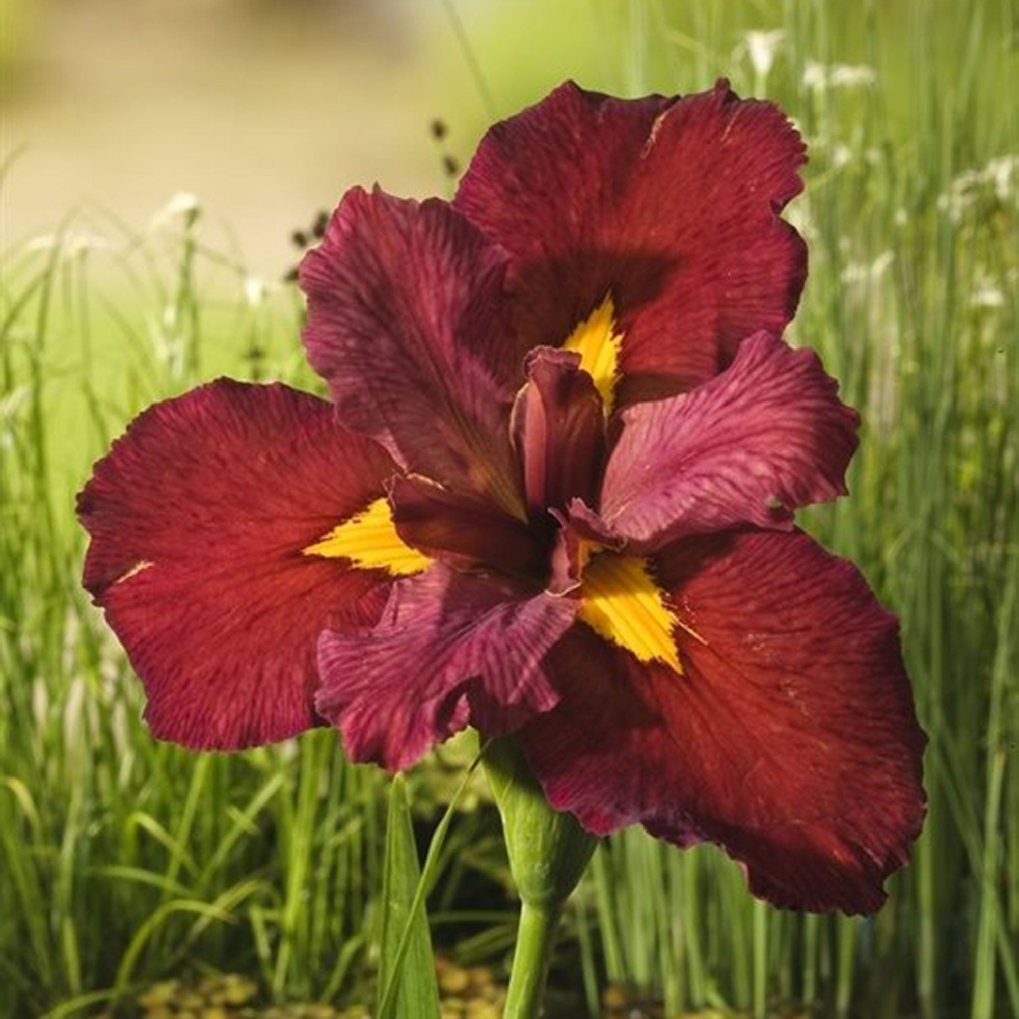Buy pond plants now Red iris Iris 'Ann Chowing' red - Marsh plant ...