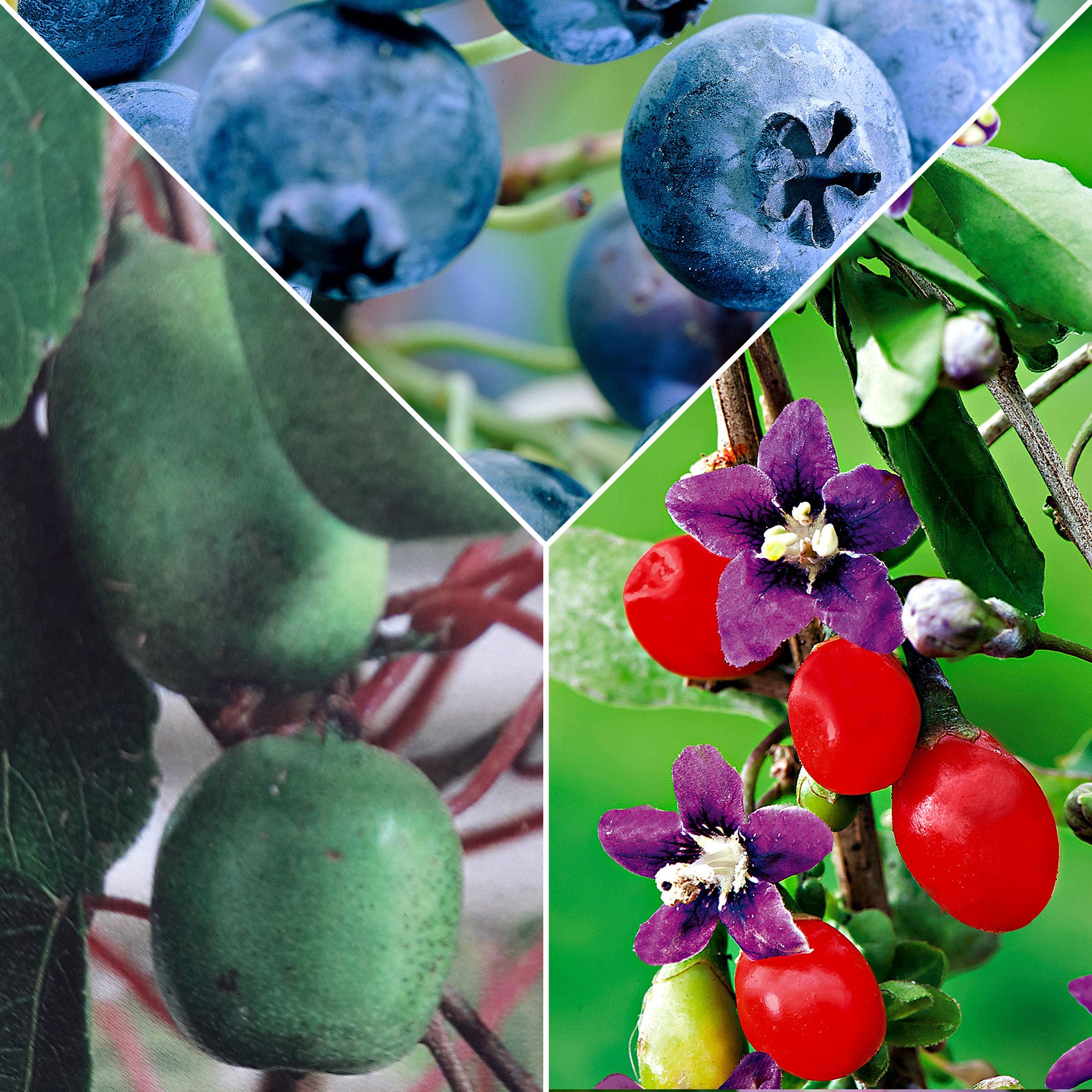 Buy 3x Goji berry 'Princess Tao', blueberry 'Reka', kiwi berry 'Issai ...
