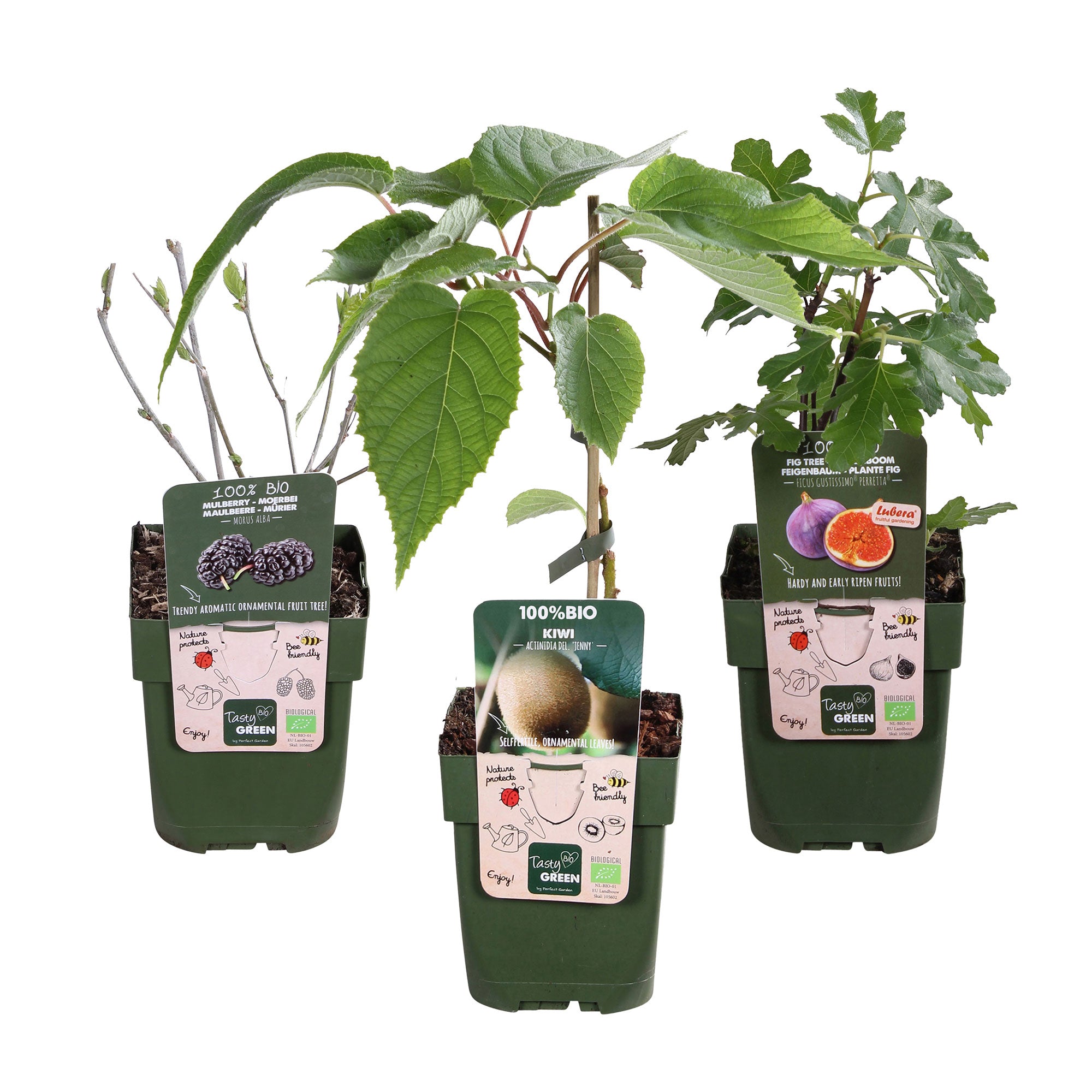 Buy 3x Mulberry 'Mulle', fig tree 'Perretta', kiwi 'Jenny' - Mix ...