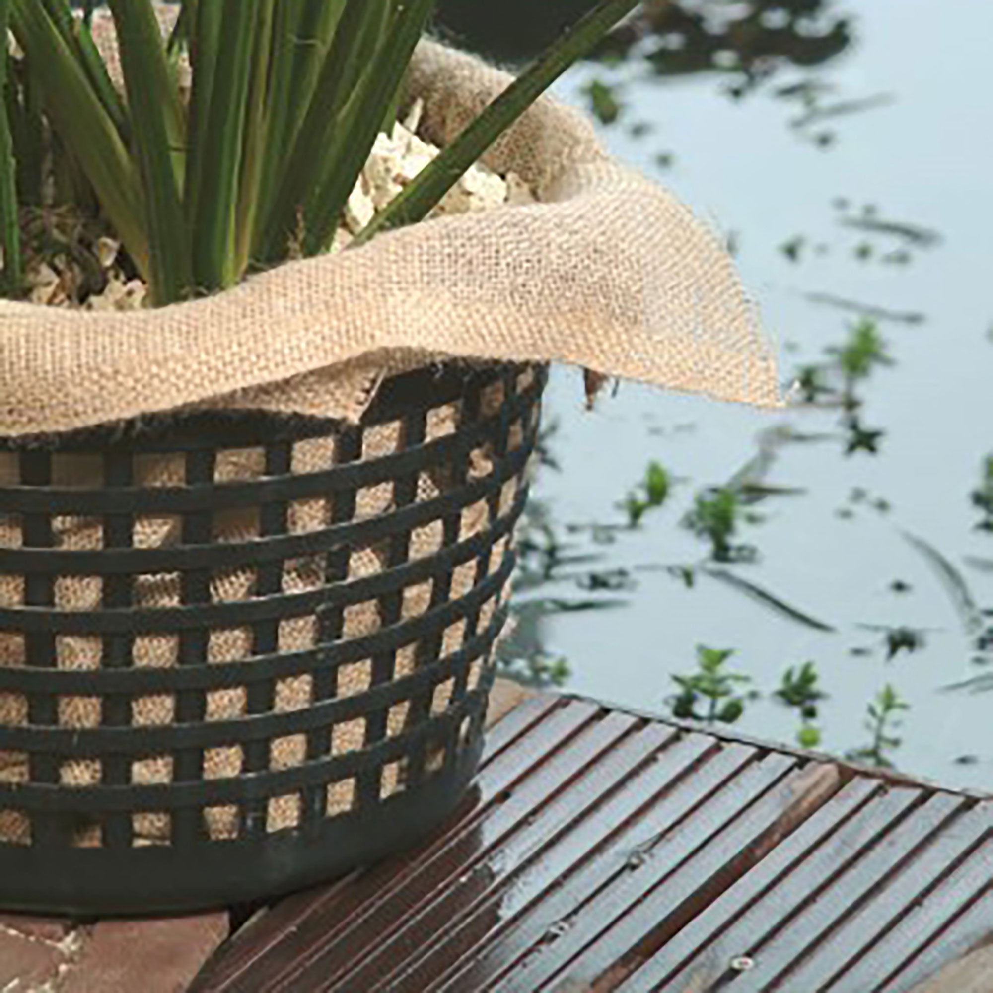 Buy Water lily pond basket | Bakker.com