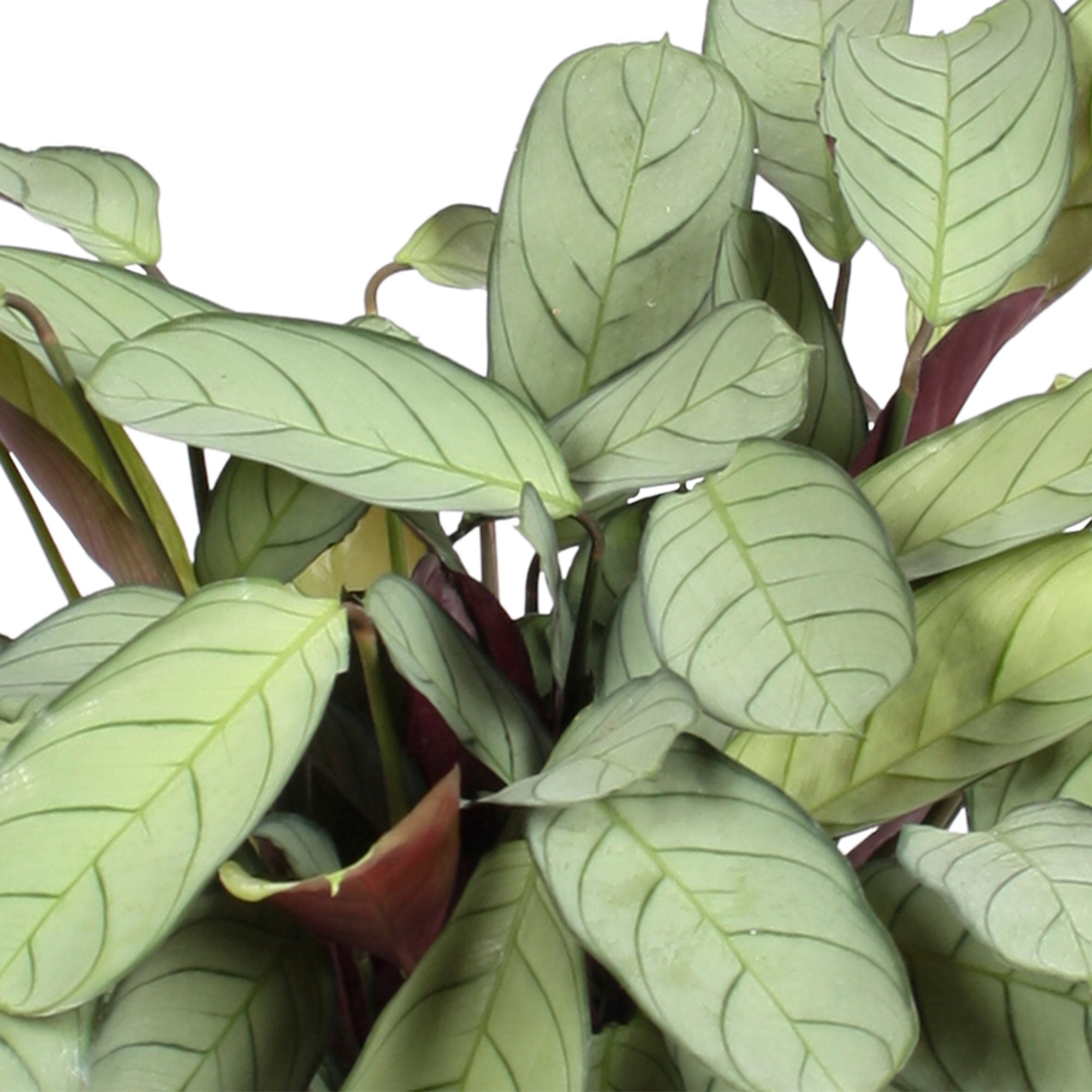 Buy house plants now Fishbone Prayer Plant Ctenanthe amagris | Bakker.com