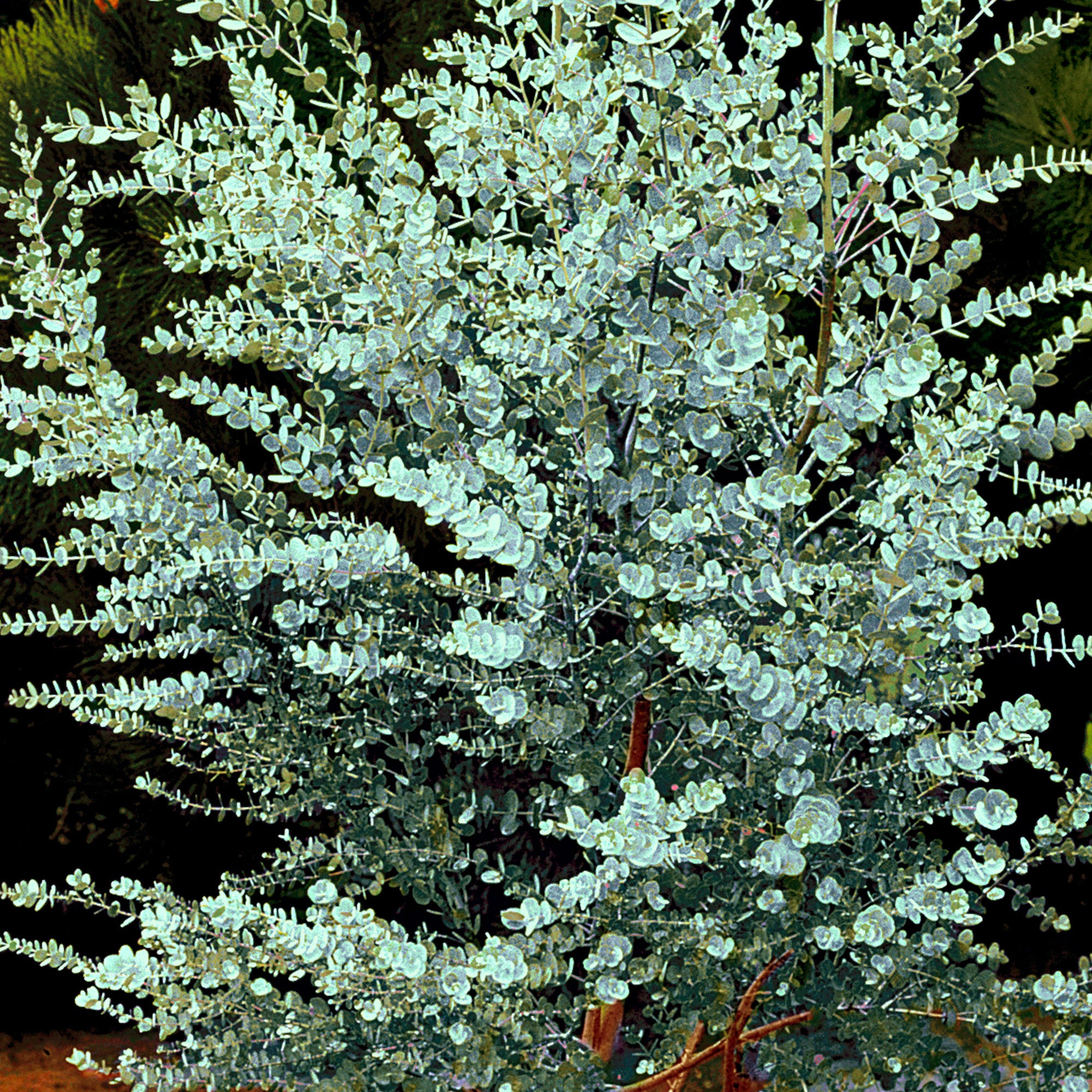 Buy Gum tree Eucalyptus gunnii grey-green | Bakker.com