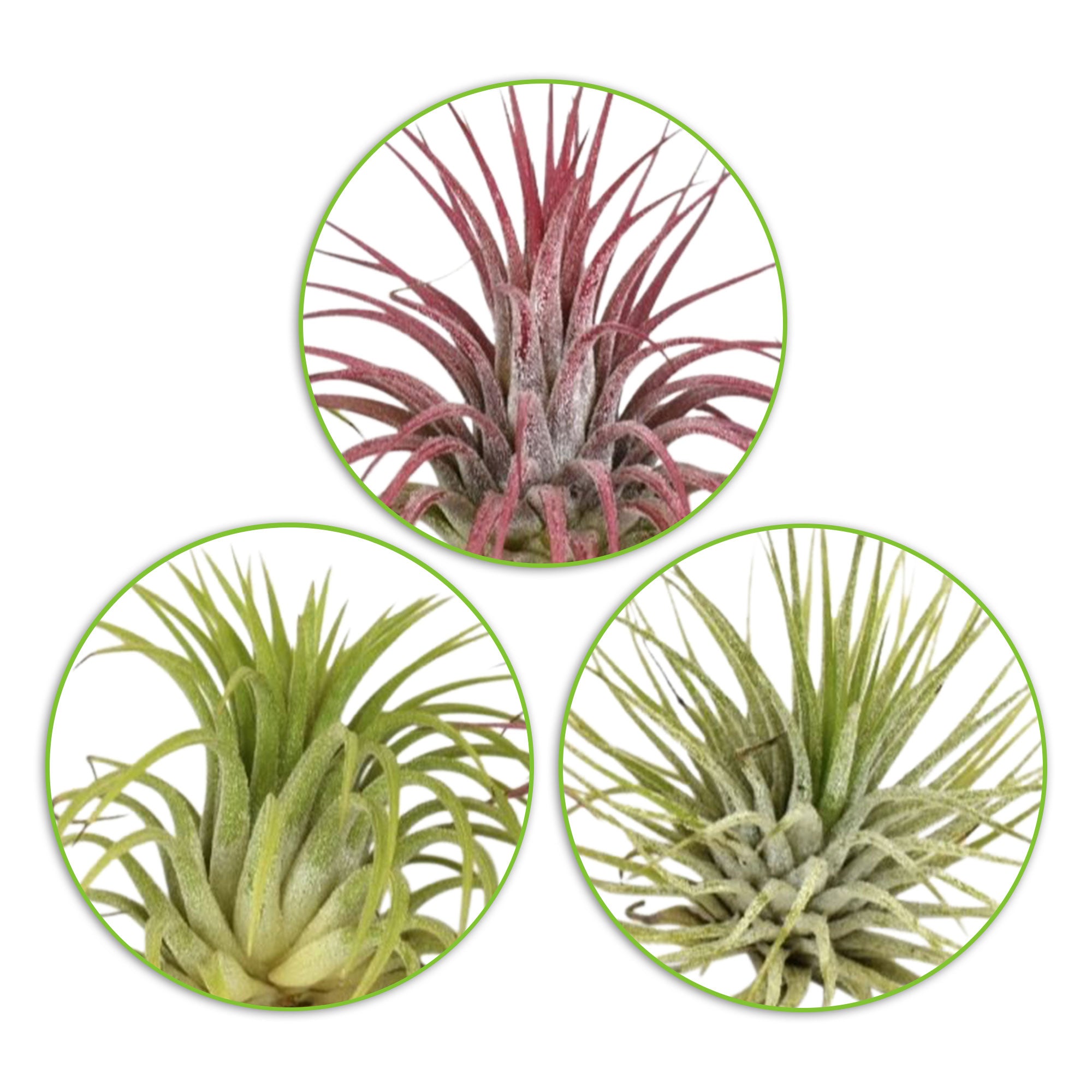 Buy house plants now 3 Bromelia Tillandsia 'Rubra' Red-Green | Bakker.com