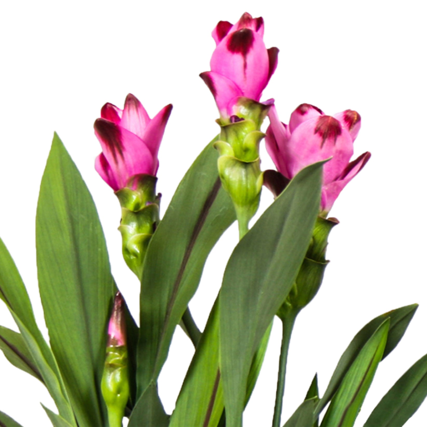 Buy house plants now Turmeric Curcuma 'Siam Splash' Purple | Bakker.com