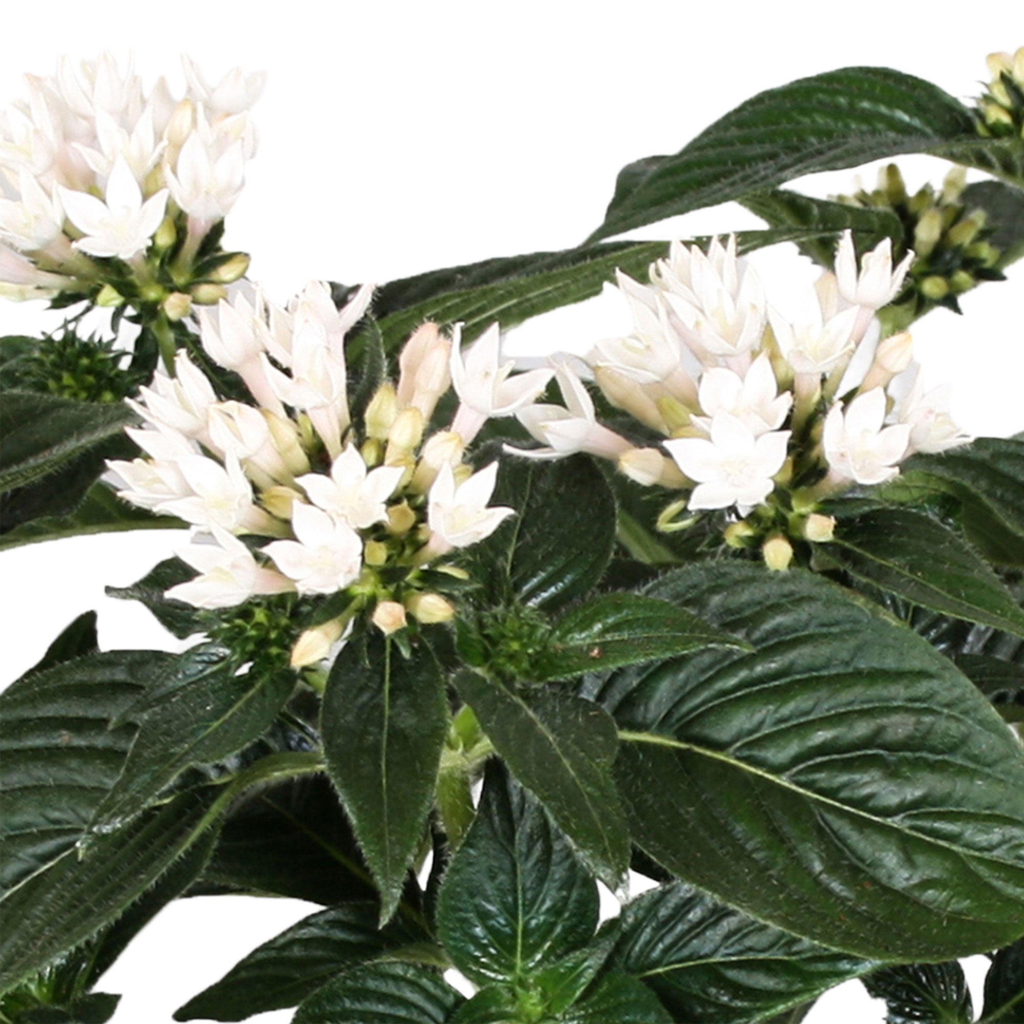 Buy house plants now Egyptian Star Pentas 'Starcluster' White | Bakker.com