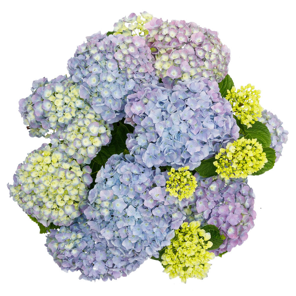 Buy ornamental shrubs now Bigleaf hydrangea Hydrangea Forever&Ever Blue ...