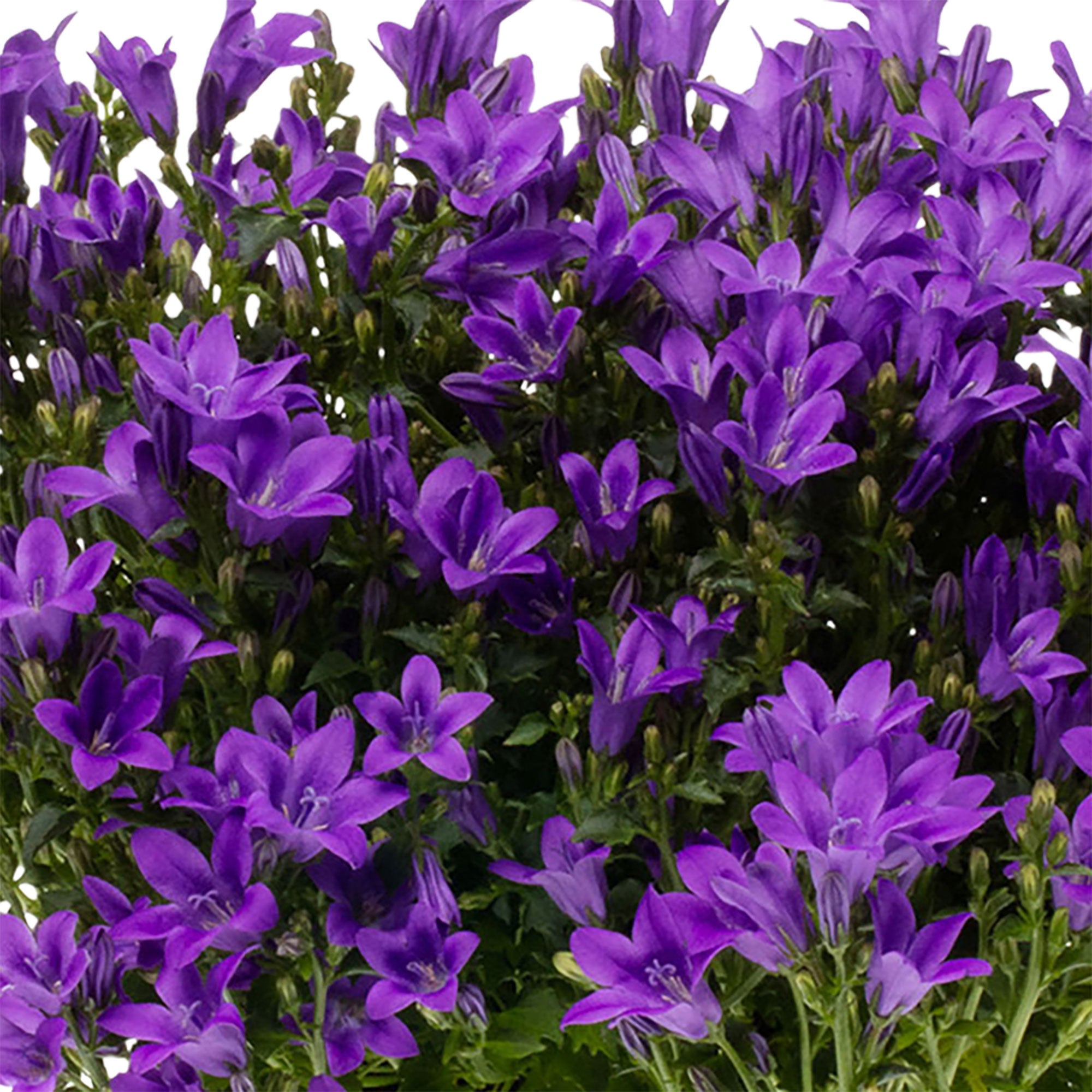 Buy hardy perennial 3x Bellflower Campanula 'Ambella Intense Purple ...