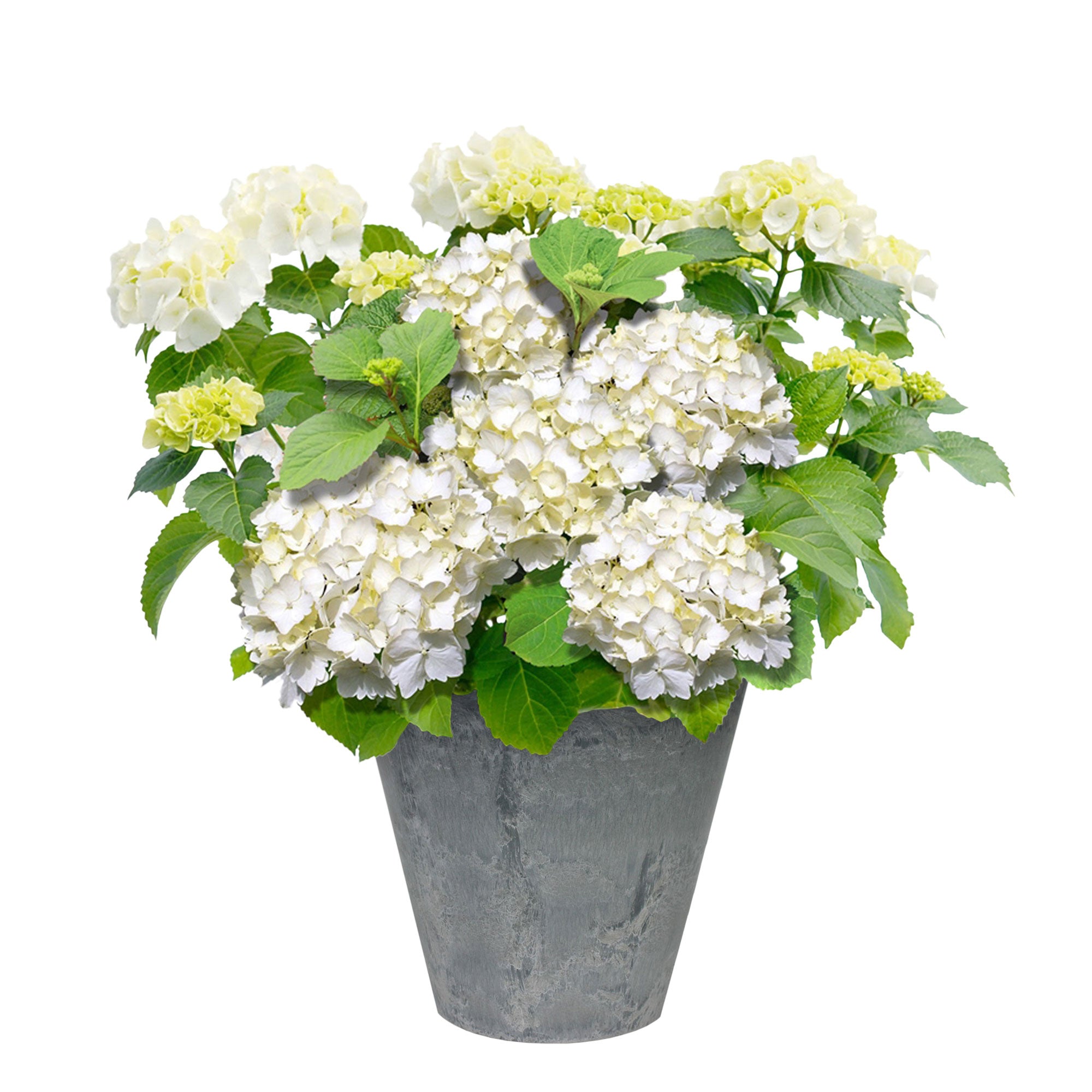 Buy ornamental shrubs now Bigleaf hydrangea Hydrangea macrophylla White ...