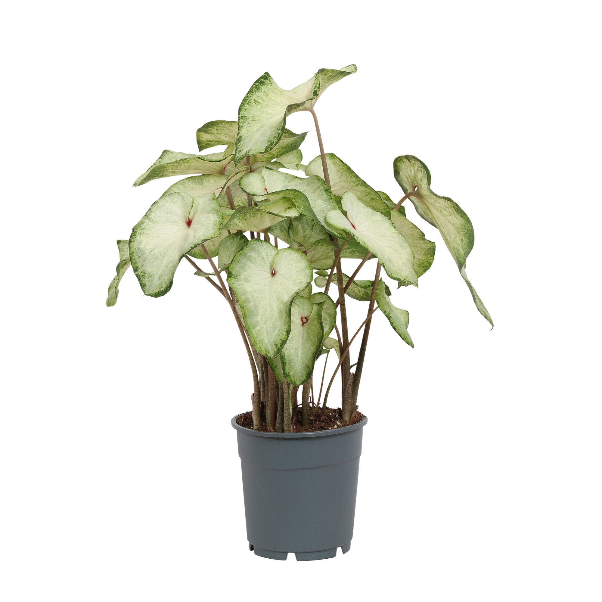 Buy house plants now Caladium 'White Diamond' | Bakker.com