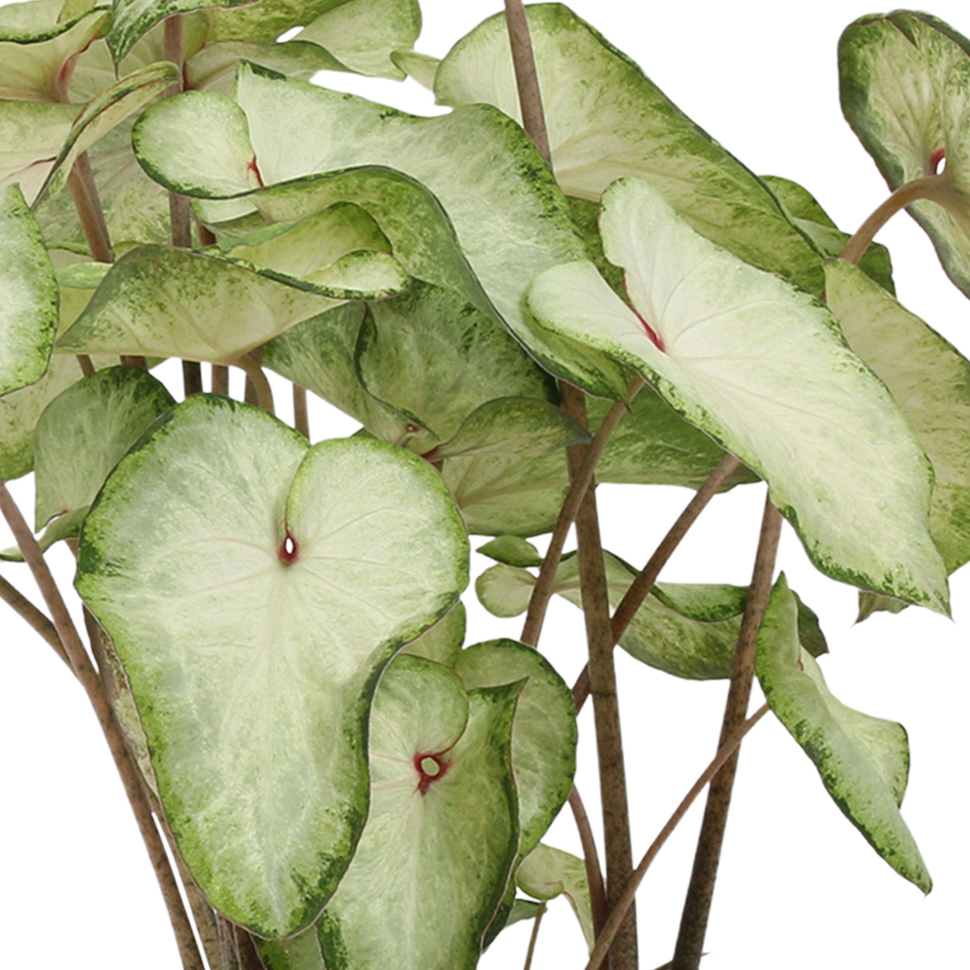 Buy house plants now Caladium 'White Diamond' | Bakker.com