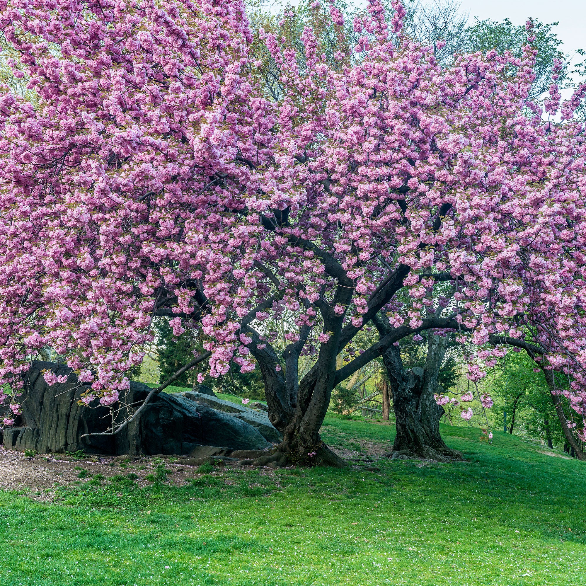 Buy Japanese cherry tree Prunus 'Amonaogawa' | Bakker.com
