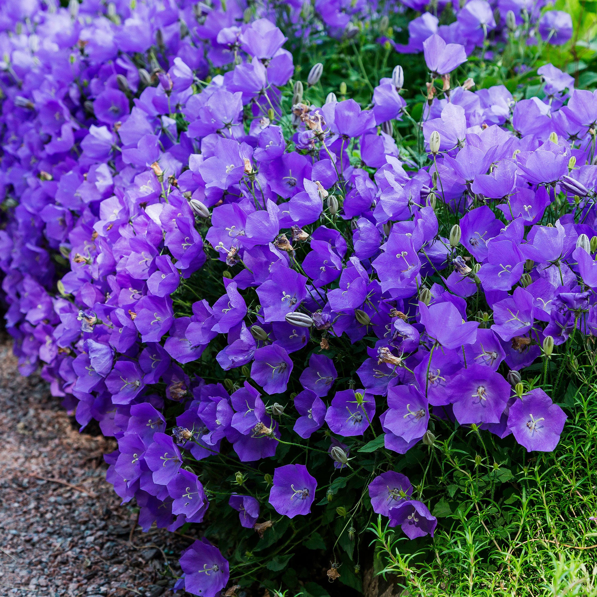 Campanula Carpatica
