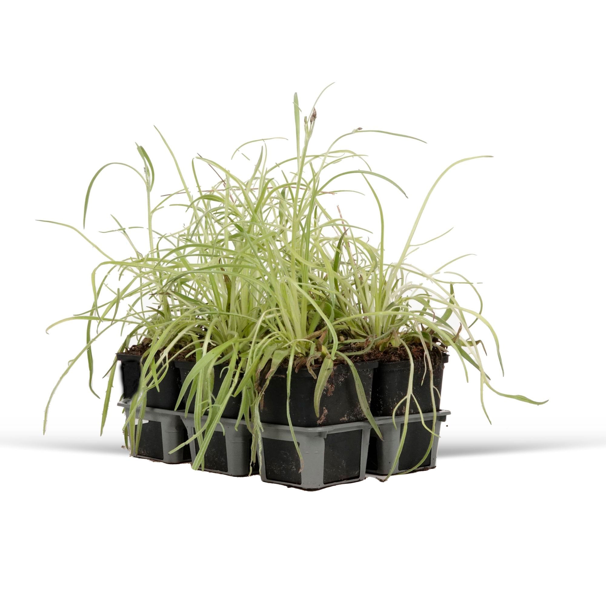 Buy hardy perennial 6x Cupid's dart blue - Hardy plant | Bakker.com